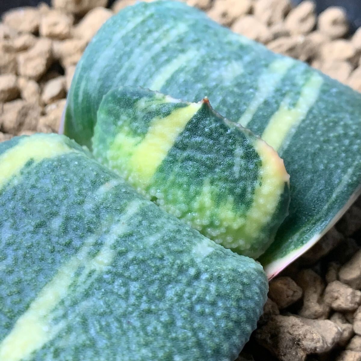 Fareal P203 ガステリア パール系臥牛錦(サボテン)｜売買されたオークション情報、yahooの商品情報をアーカイブ公開 - オークファン（aucfan.com）