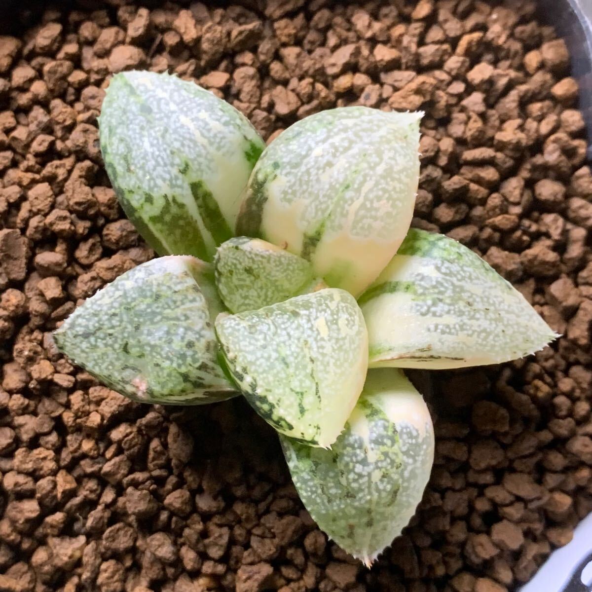 Yahoo!オークション - Fareal P22 ハオルチア パンドラ ピクタ錦