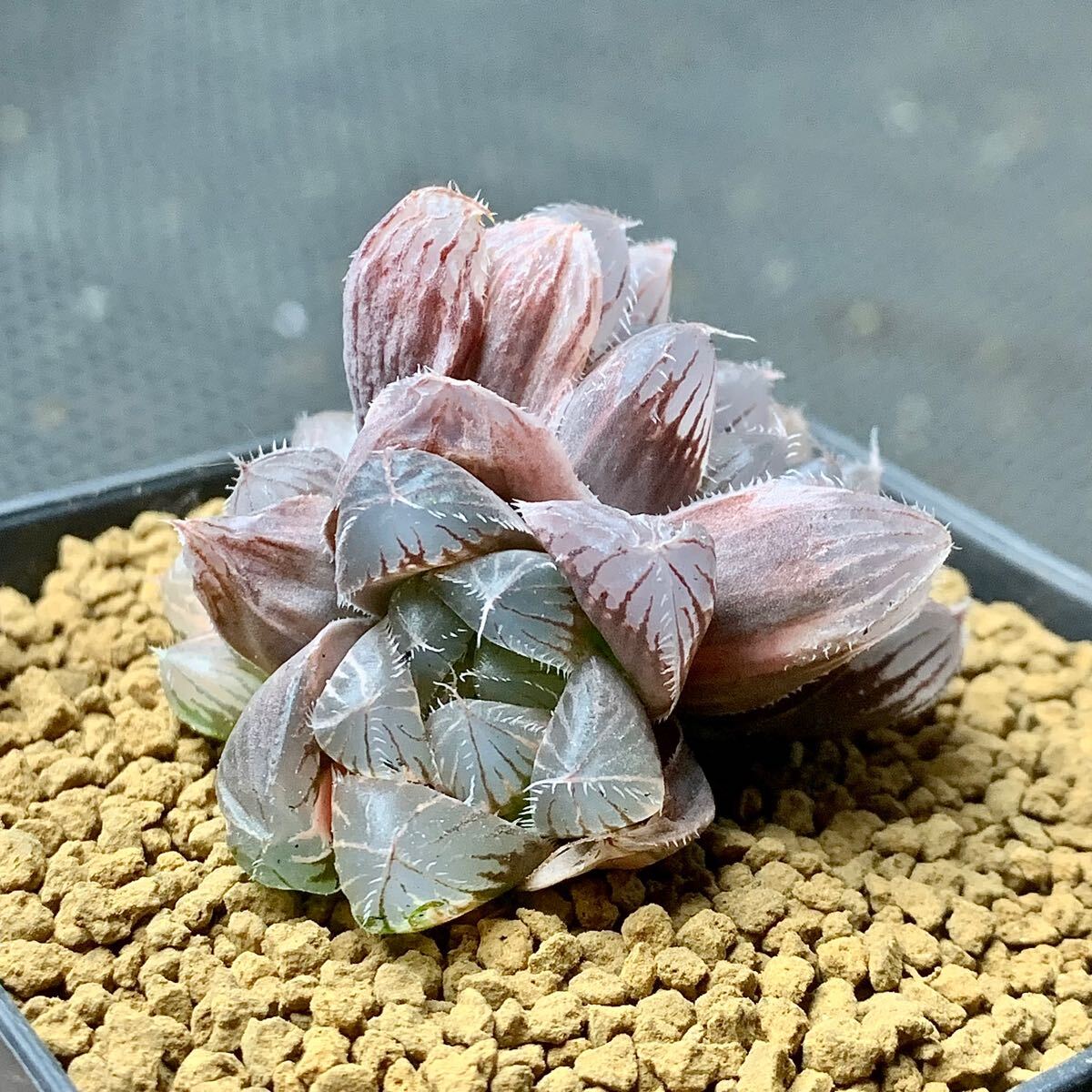 Yahoo!オークション - Fareal P143 ハオルチア ブルーレンズオブツー...