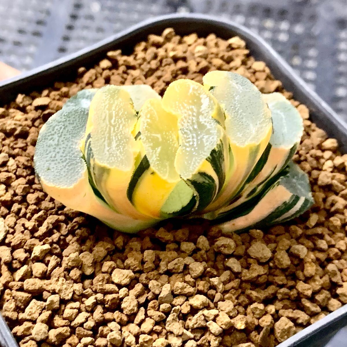 Yahoo!オークション - Fareal P49 ハオルチア 大縄錦 マグニフィカ玉...