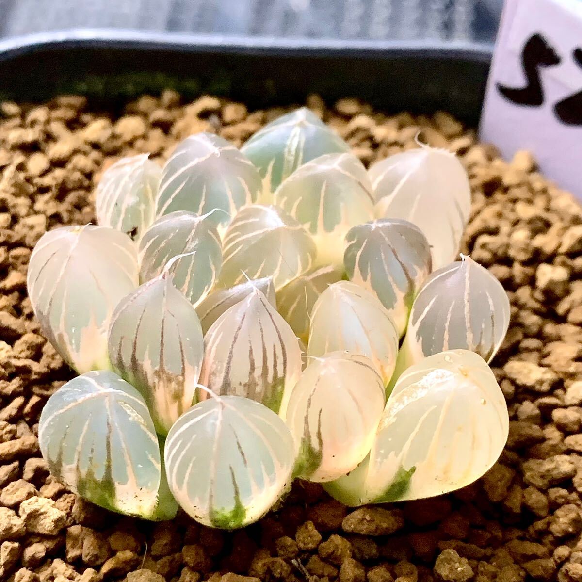 Yahoo!オークション - Fareal P52 ハオルチア ブラックオブツーサ錦 ...