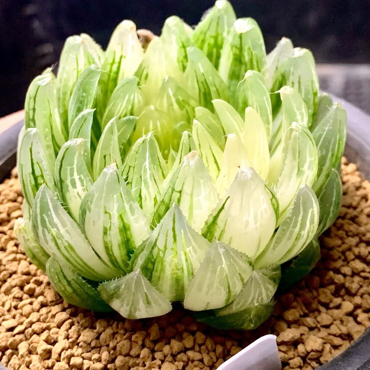 Fareal P79 ハオルチア エメラルドLED錦 白斑(新品)のオークション落札情報