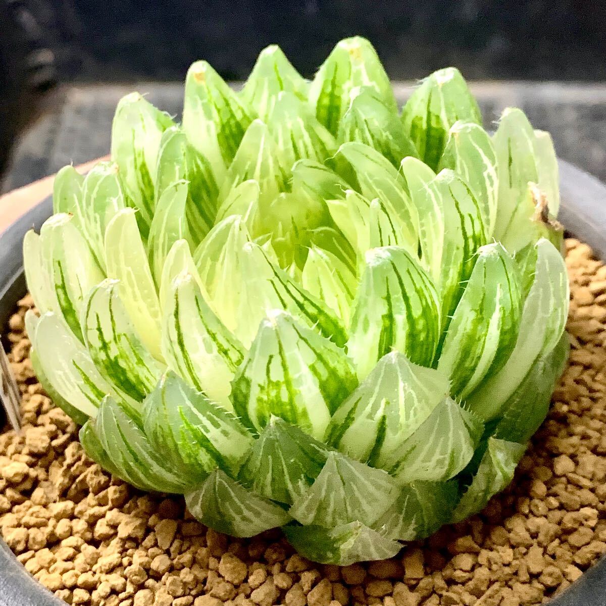 Yahoo!オークション - Fareal P79 ハオルチア エメラルドLED錦 白斑