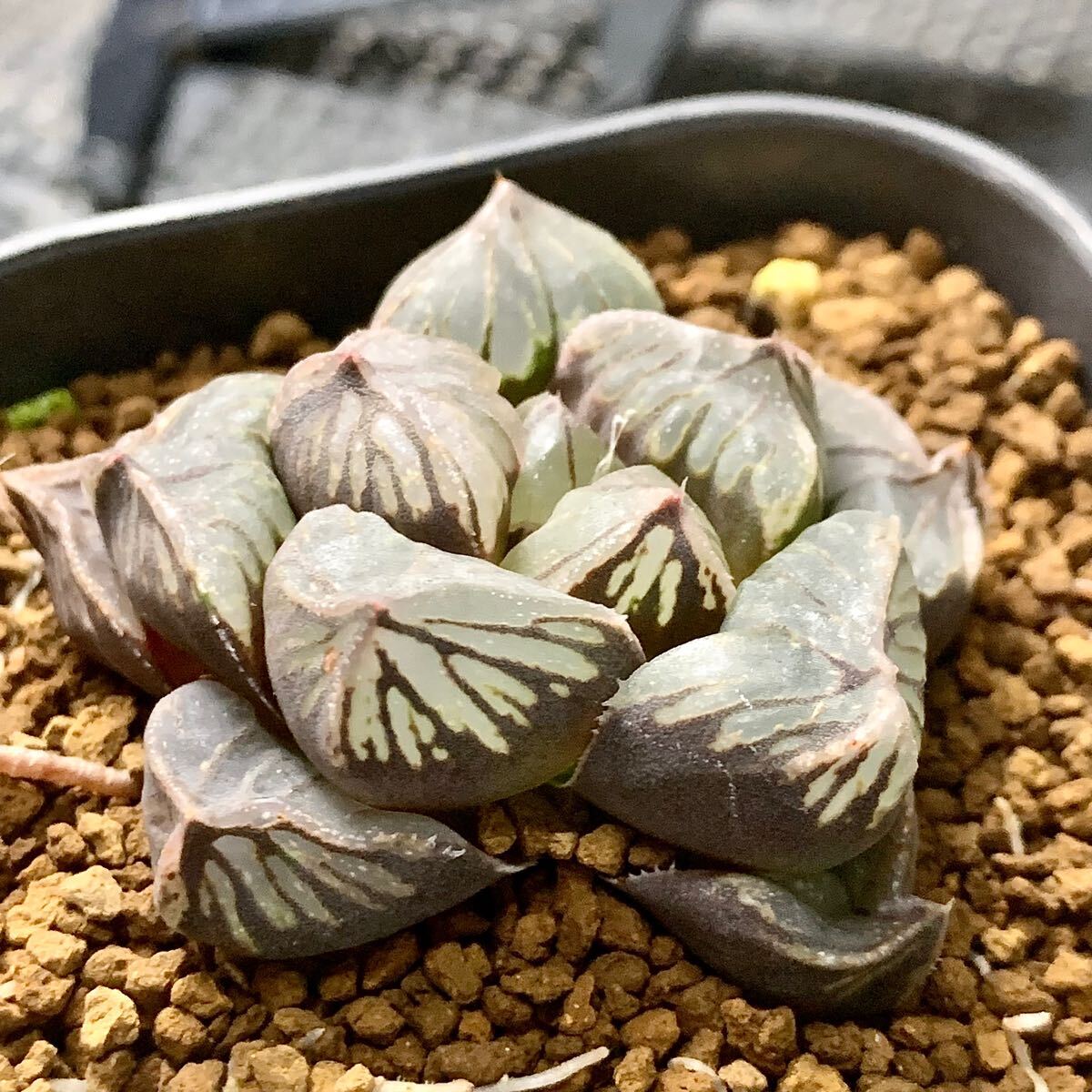 Yahoo!オークション - Fareal P199 ハオルチア 二郎神