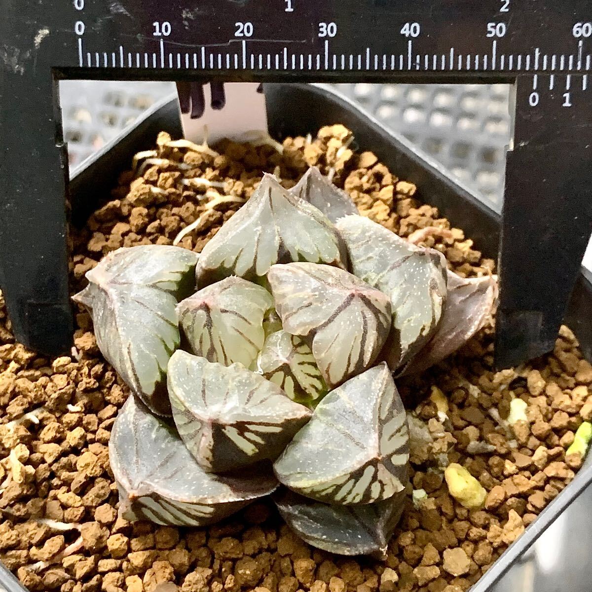 Yahoo!オークション - Fareal P199 ハオルチア 二郎神