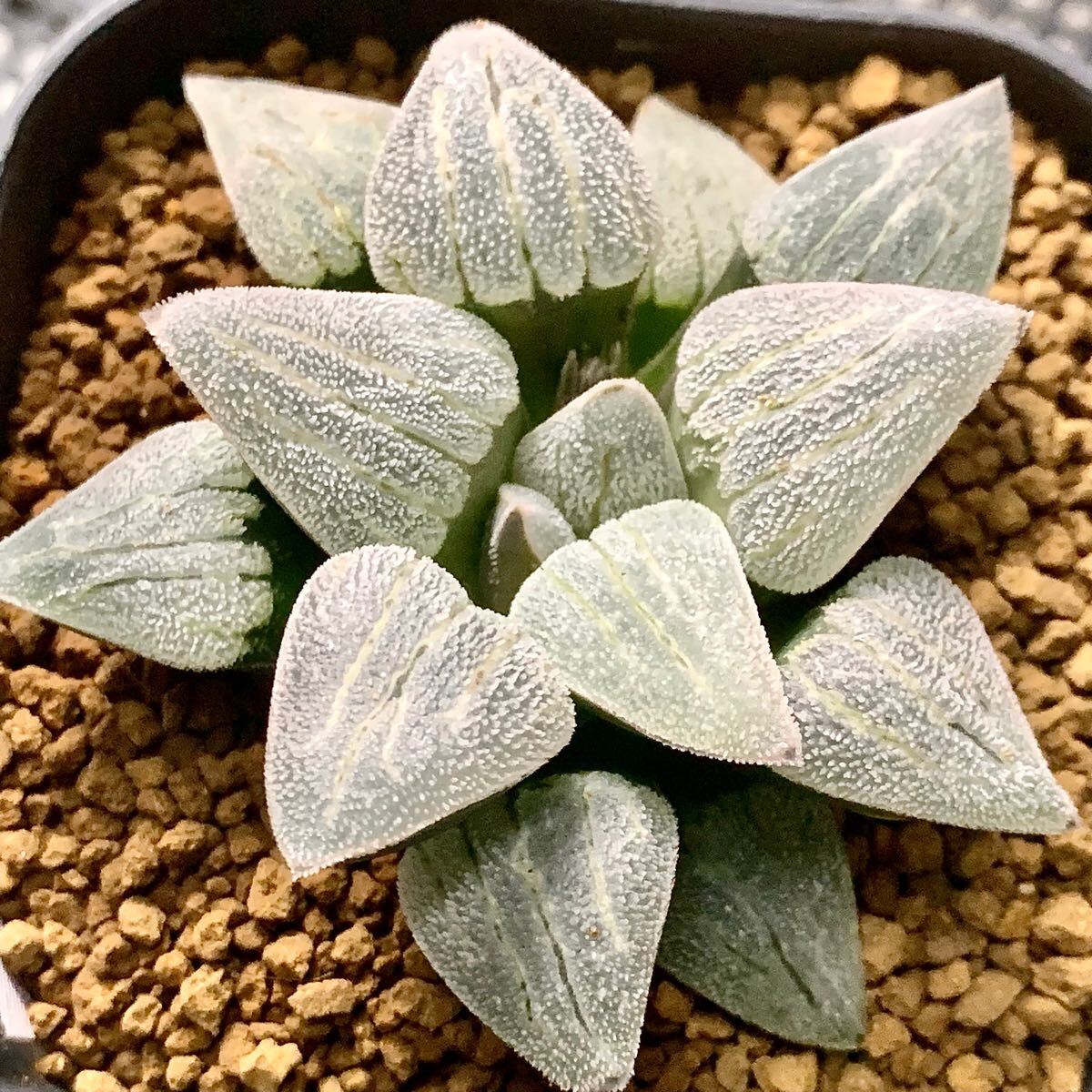 Yahoo!オークション - Fareal P29 ハオルチア 白銀鉄道B