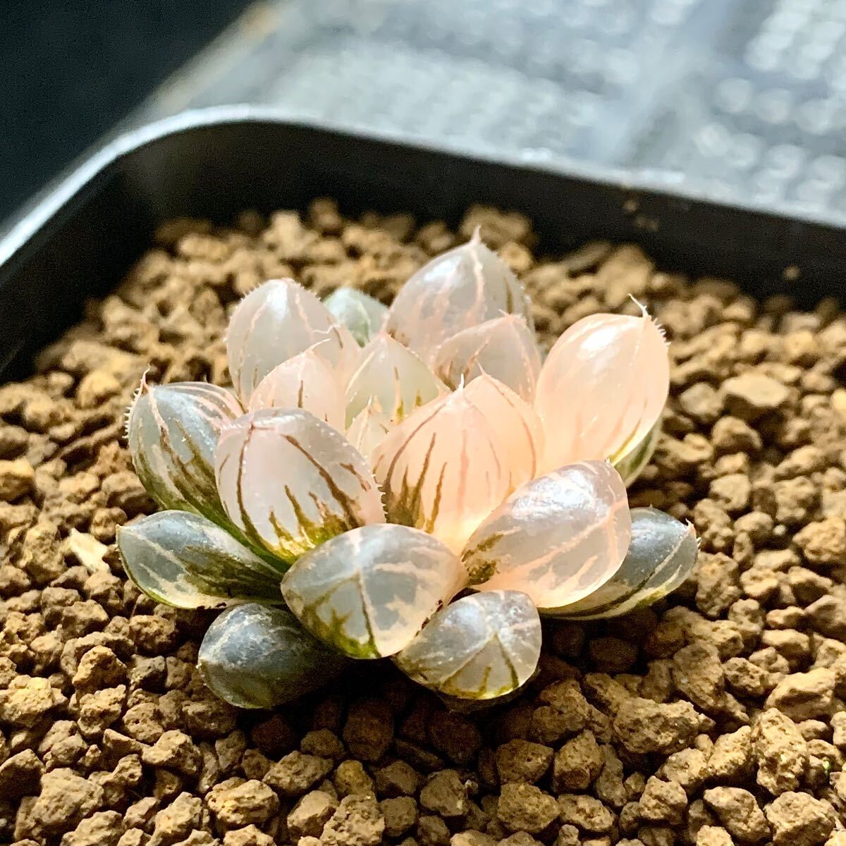 Yahoo!オークション - Fareal P16 ハオルチア スイートオレンジ錦