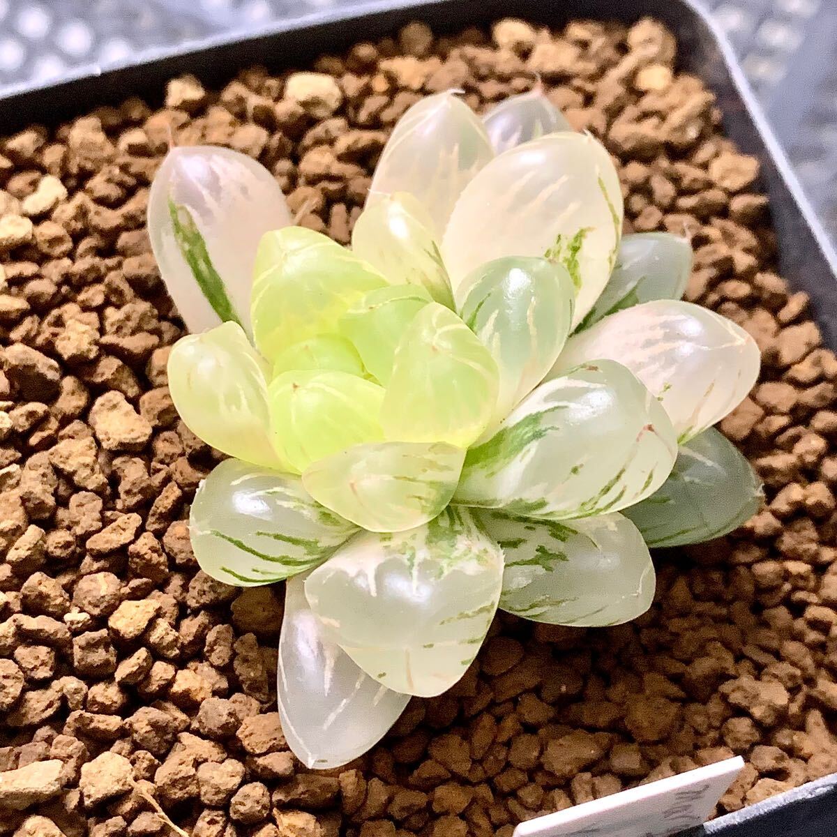 Yahoo!オークション - Fareal P57 ハオルチア ブルー窓 オブツーサ錦