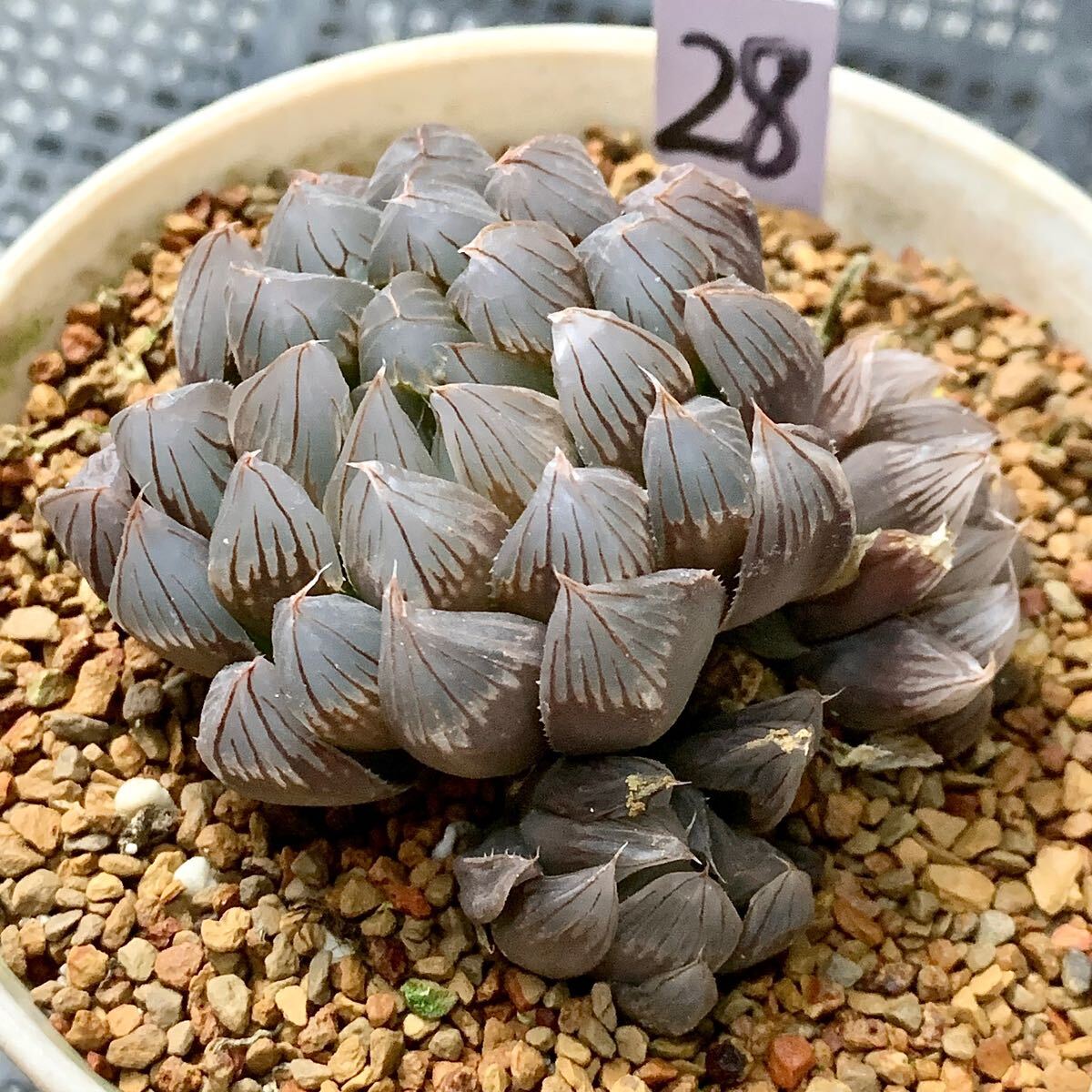 Yahoo!オークション - Fareal P28 ハオルチア ブラックオブツーサ錦