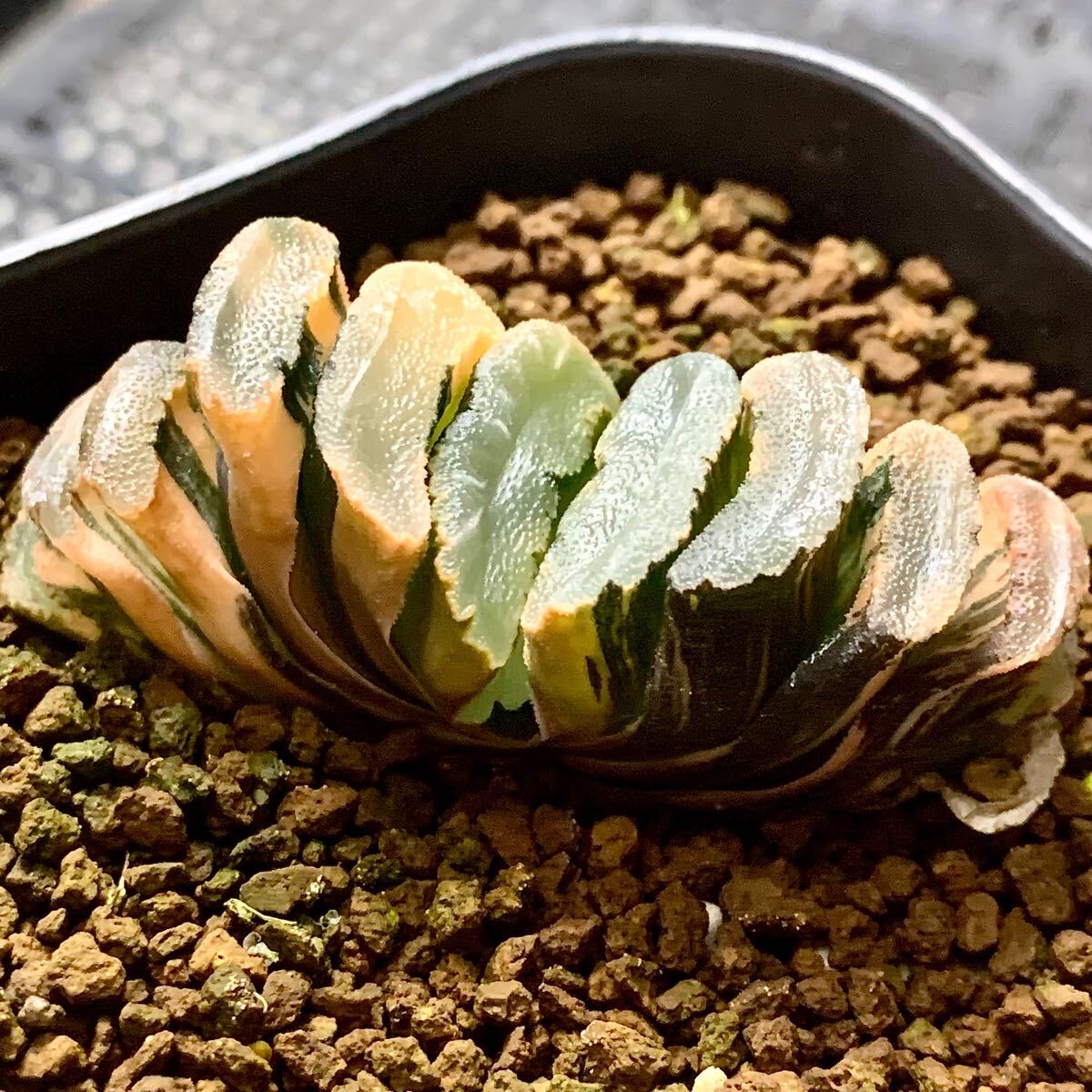 Yahoo!オークション - Fareal P41 ハオルチア マグニフィカ 玉扇錦