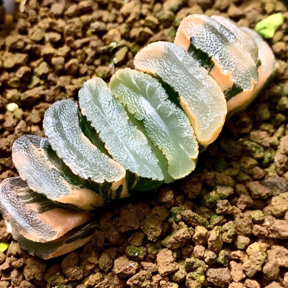 Yahoo!オークション - Fareal P41 ハオルチア マグニフィカ 玉扇錦