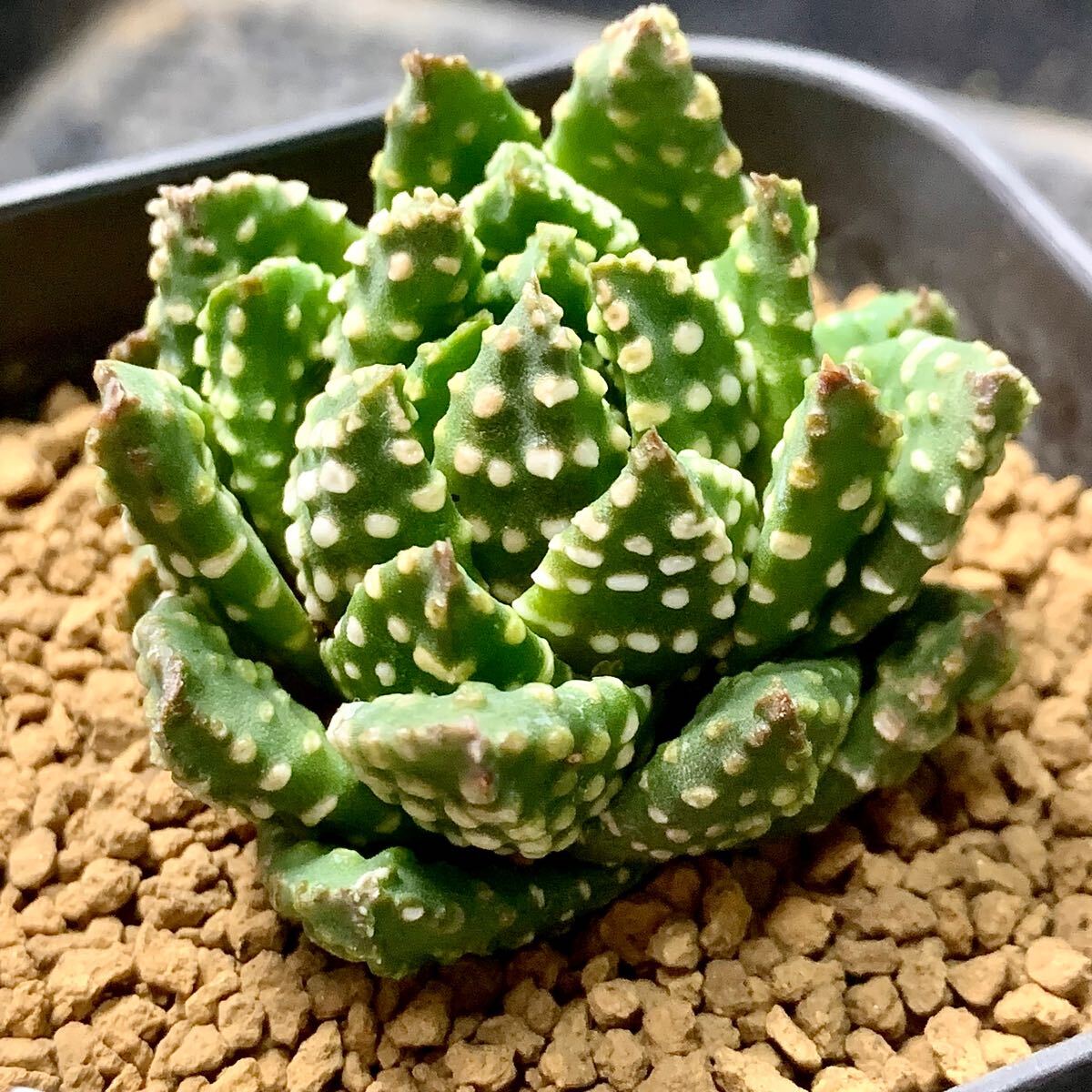 Yahoo!オークション - Fareal P06 ハオルチア ミニドーナツ papillosa...