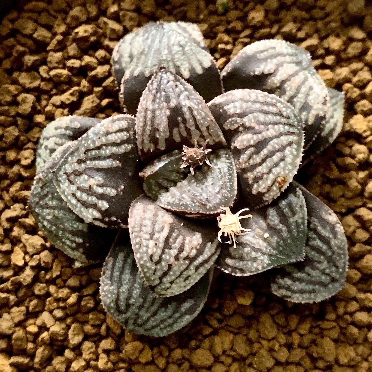 Yahoo!オークション - Fareal P210 ハオルチア デケナビ 赤魔人