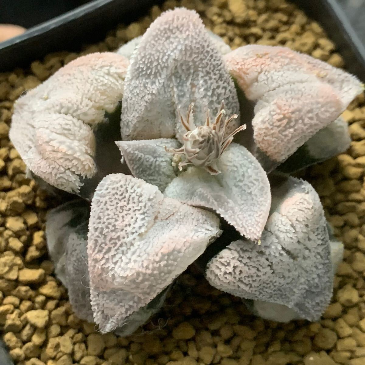 Yahoo!オークション - Fareal P45 ハオルチア 白銀鉄道 x 粉雪