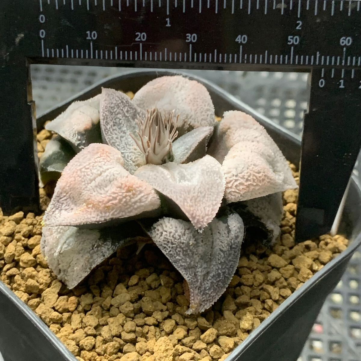 Yahoo!オークション - Fareal P45 ハオルチア 白銀鉄道 x 粉雪