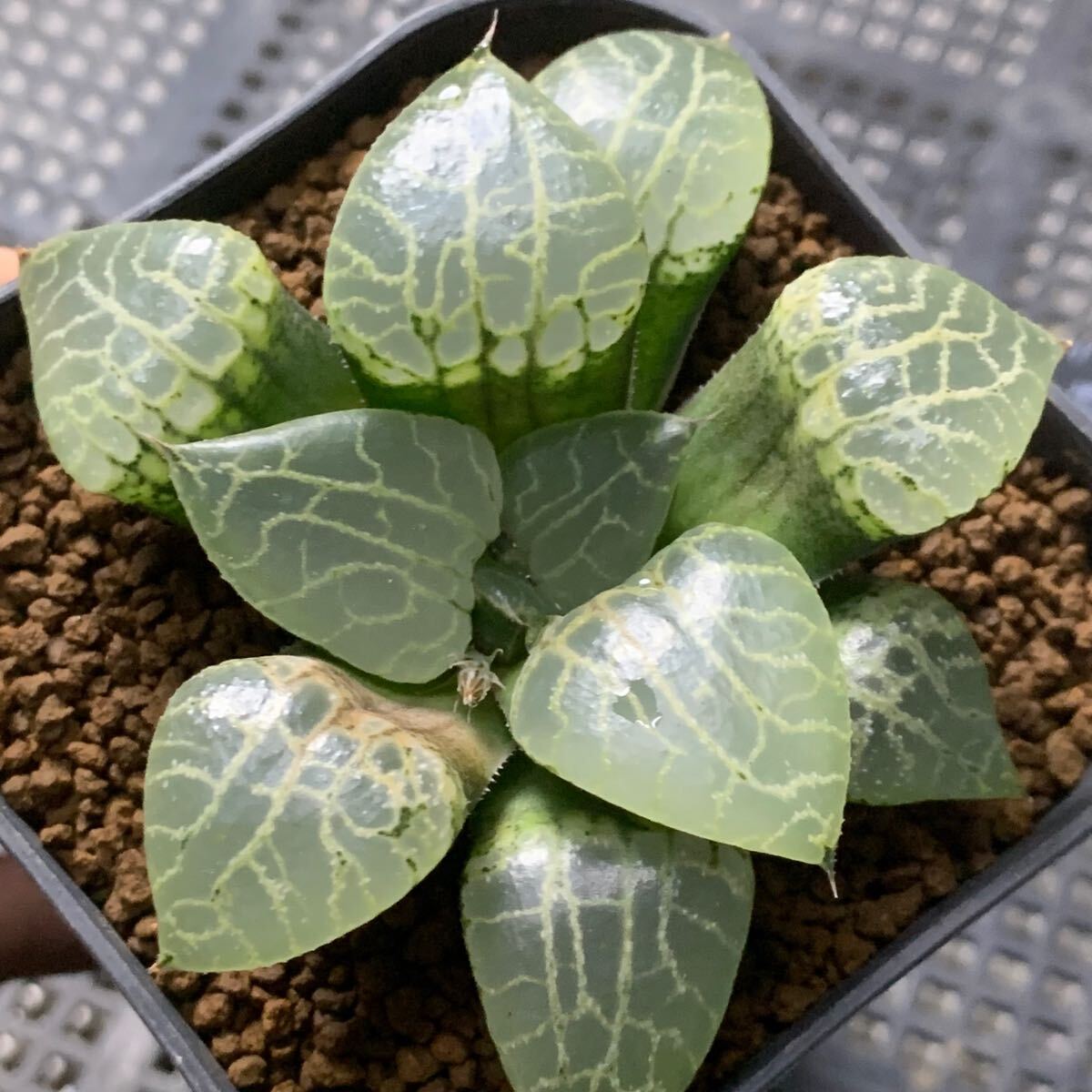 Yahoo!オークション - Fareal P51 ハオルチア 水晶コンプト101