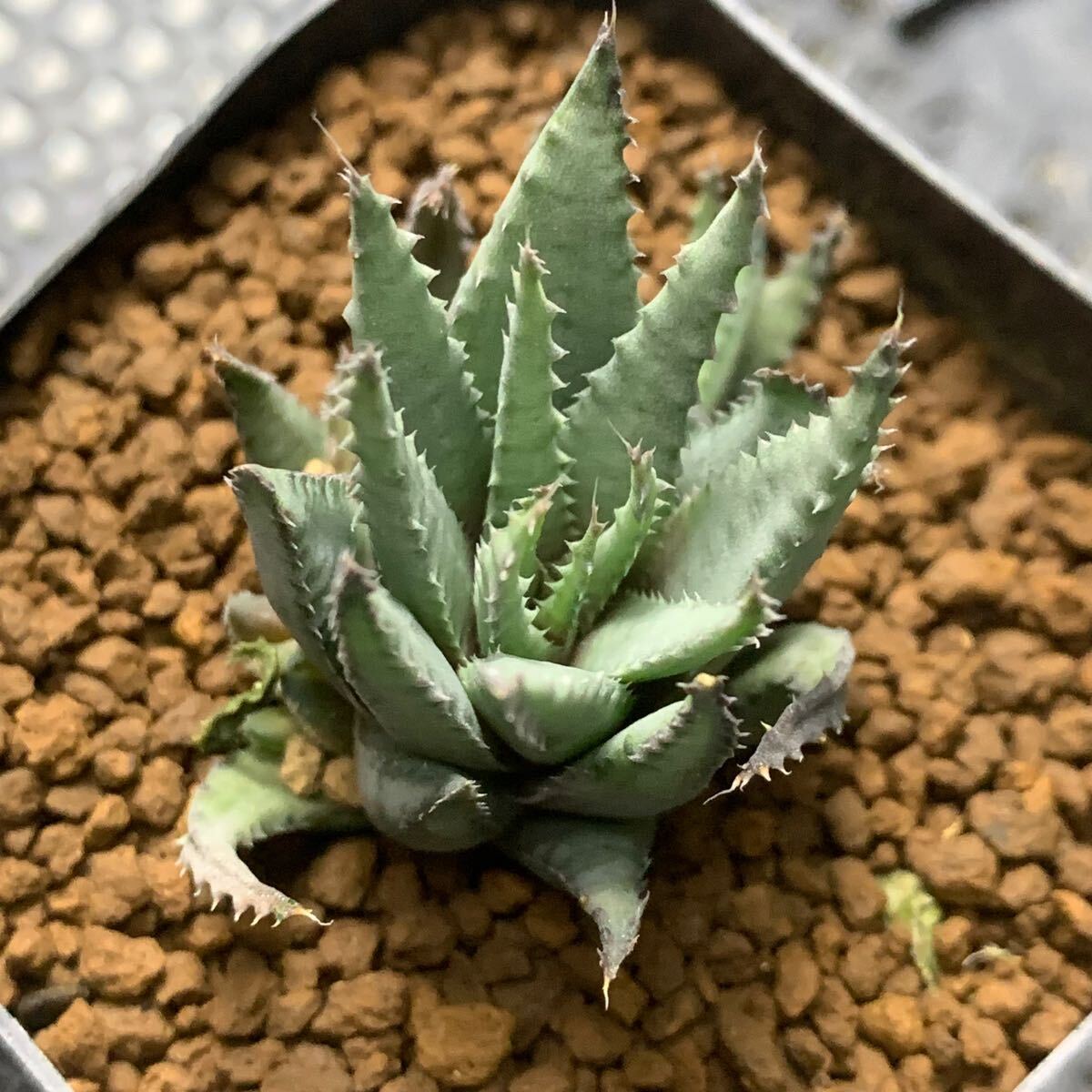 Yahoo!オークション - Fareal P32 ハオルチア 原種 ラベル落