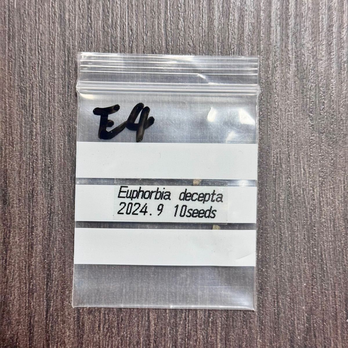 E4 サボテン Euphorbia decepta ユーフォルビア デセプタ 種子10粒(サボテン)｜売買されたオークション情報、yahooの商品情報をアーカイブ公開 - オークファン ...