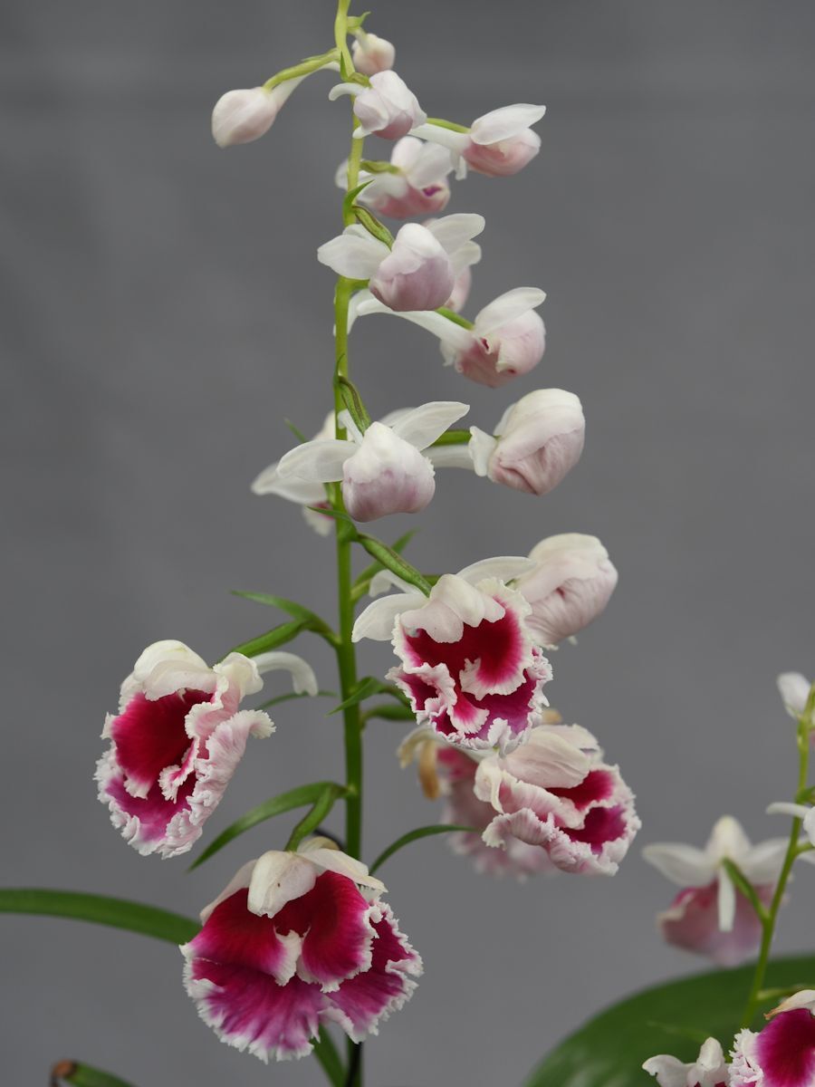 Yahoo!オークション - i1018-03無銘ウチョウ交雑種 朱一点仁王花の増殖...