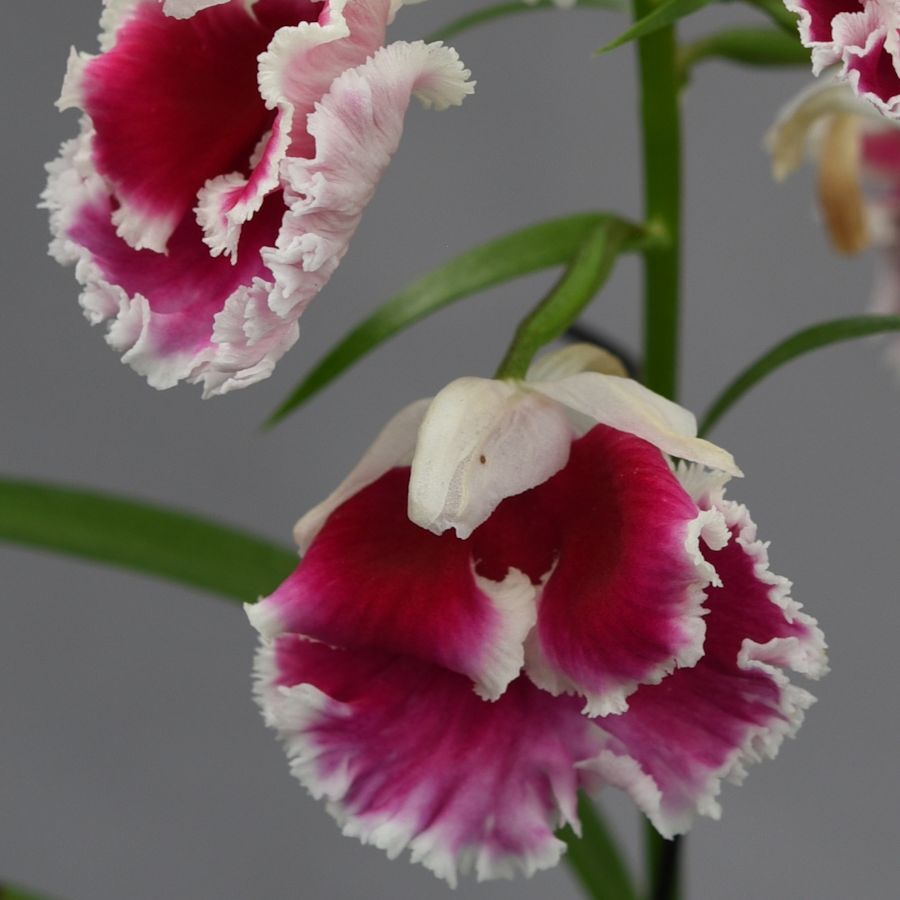 Yahoo!オークション - i1018-03無銘ウチョウ交雑種 朱一点仁王花の増殖...