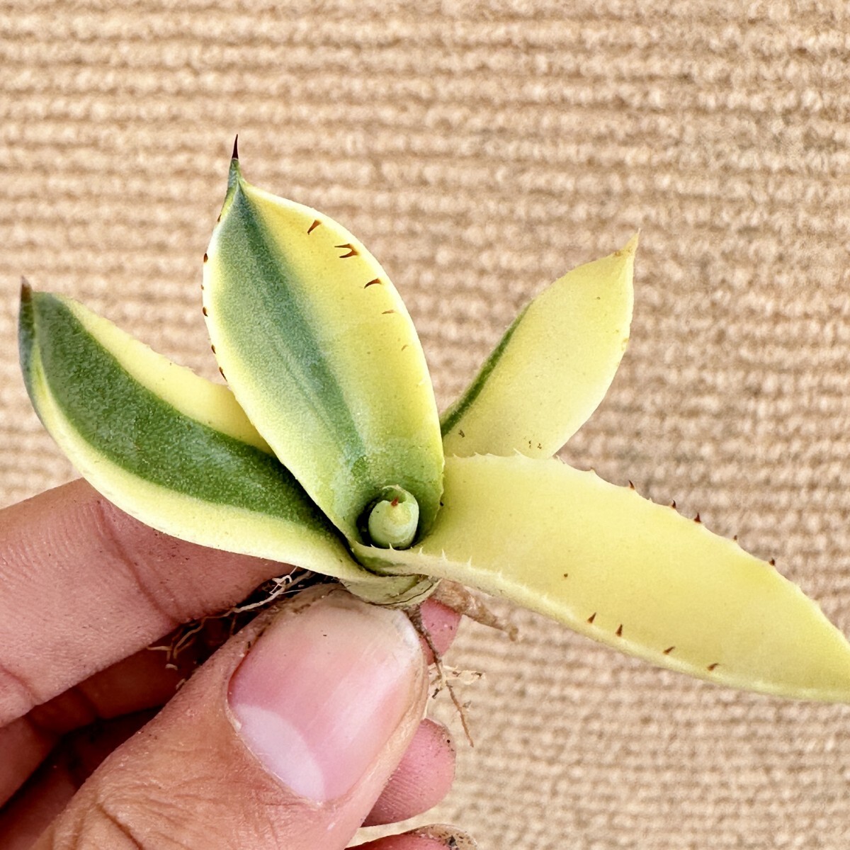 Yahoo!オークション - 【Lj_plants】Q107 アガベ パリー トランカータ ...