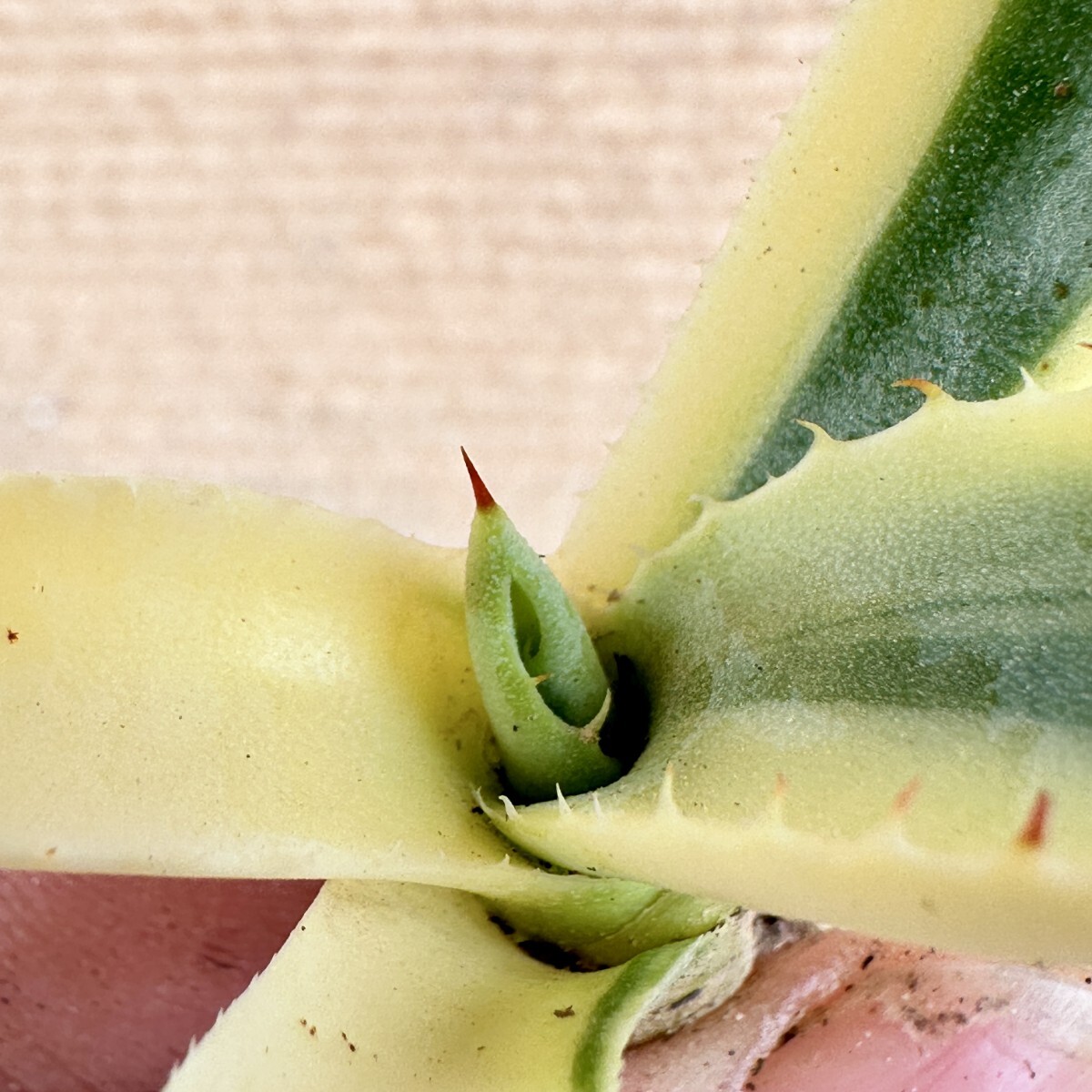 Yahoo!オークション - 【Lj_plants】Q107 アガベ パリー トランカータ ...