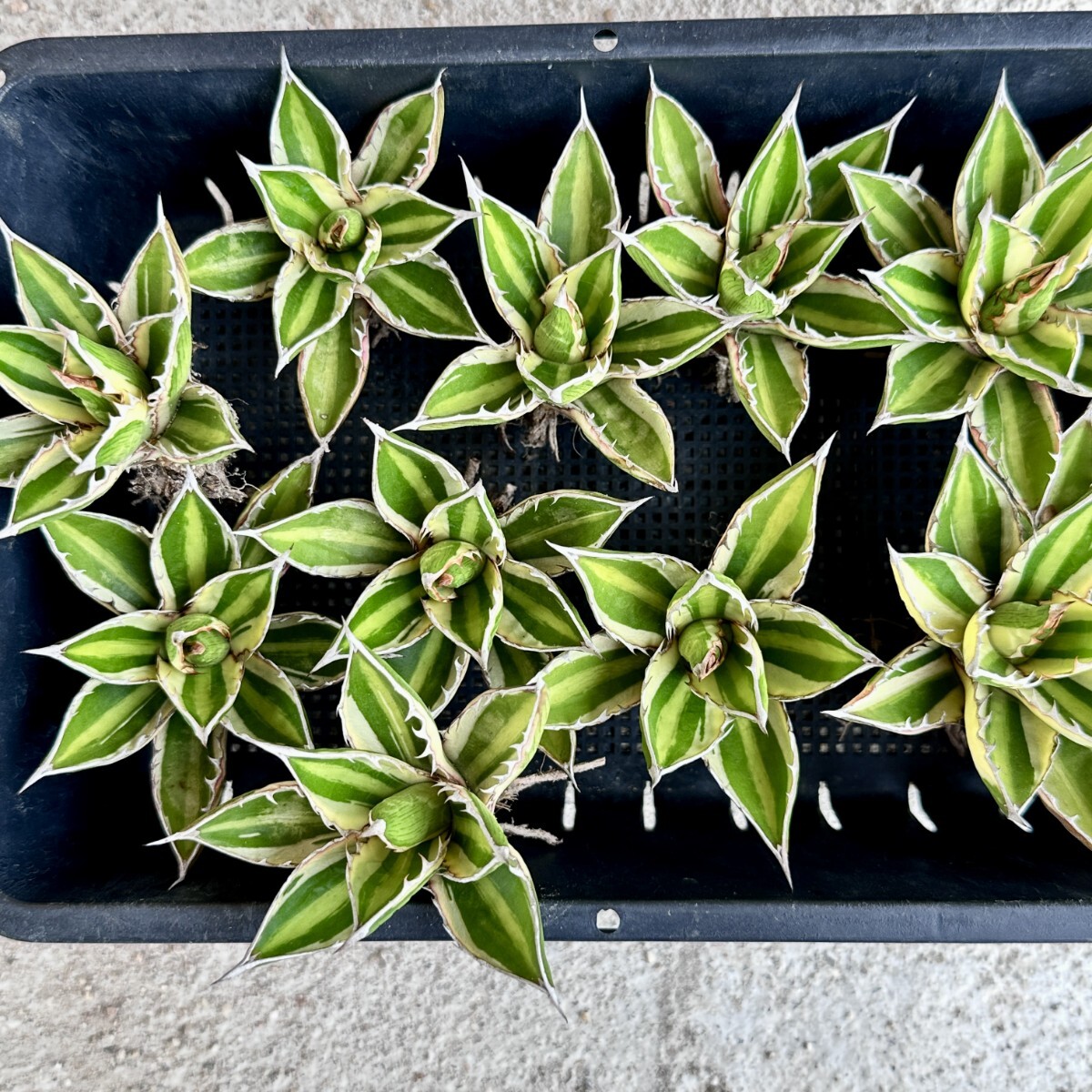 Yahoo!オークション - 【Lj_plants】Q120 多肉植物 アガベ 五色万代 鮮...