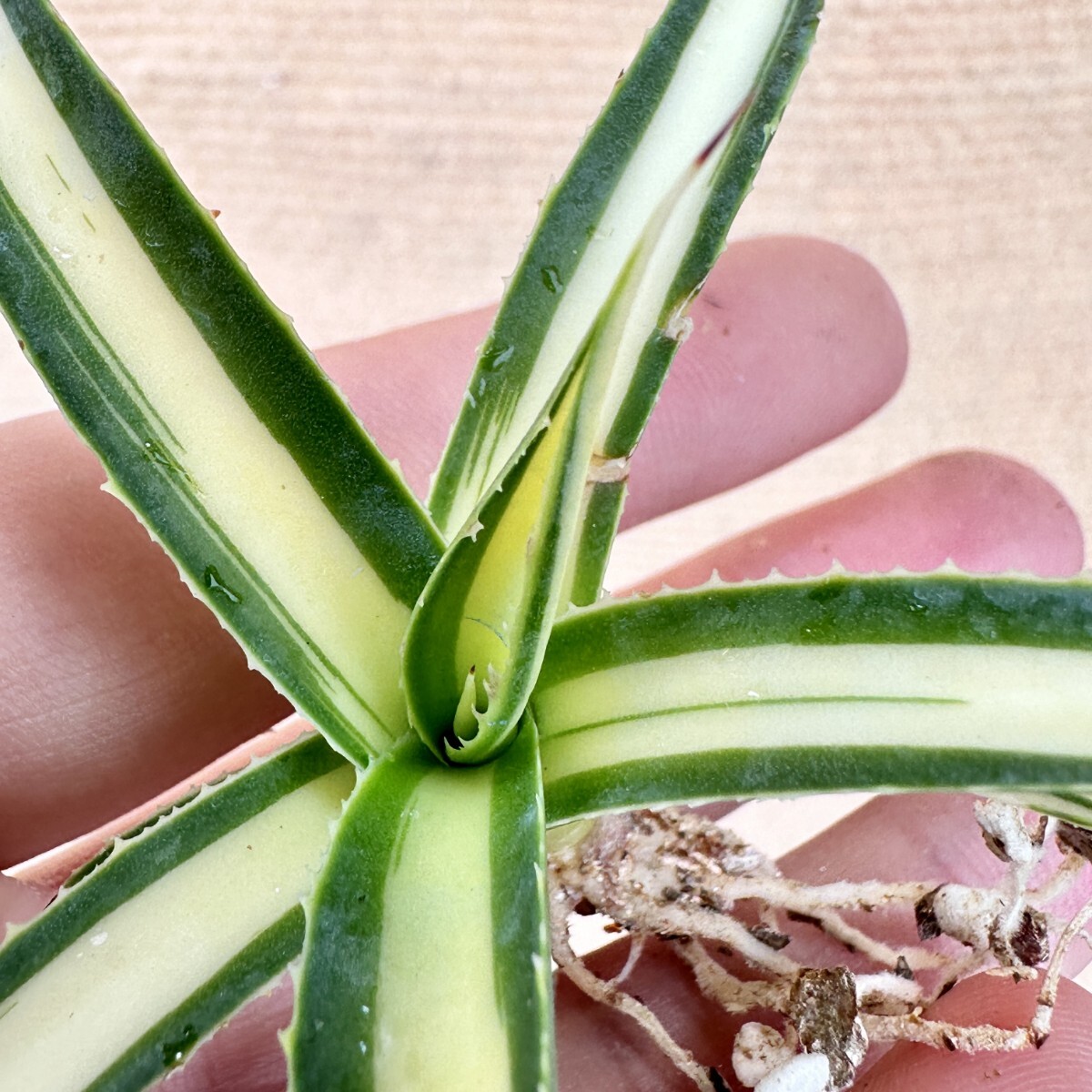 Yahoo!オークション - 【Lj_plants】Q112 多肉植物アガベ スノーグロー...