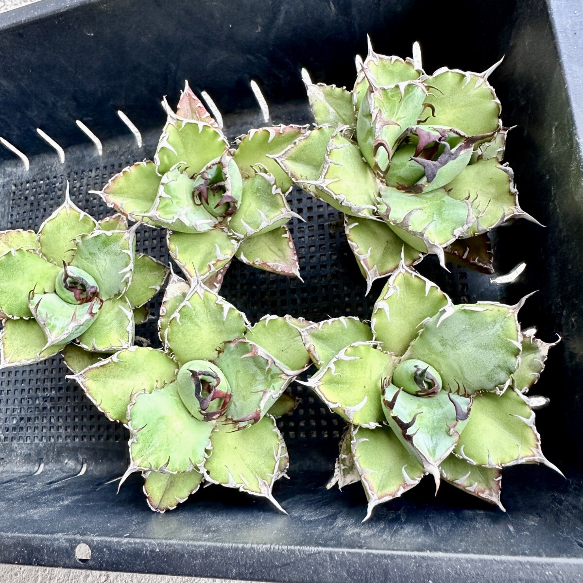 Yahoo!オークション - 【Lj_plants】Q117 アガベ チタノタ 黑鯨 極上強...