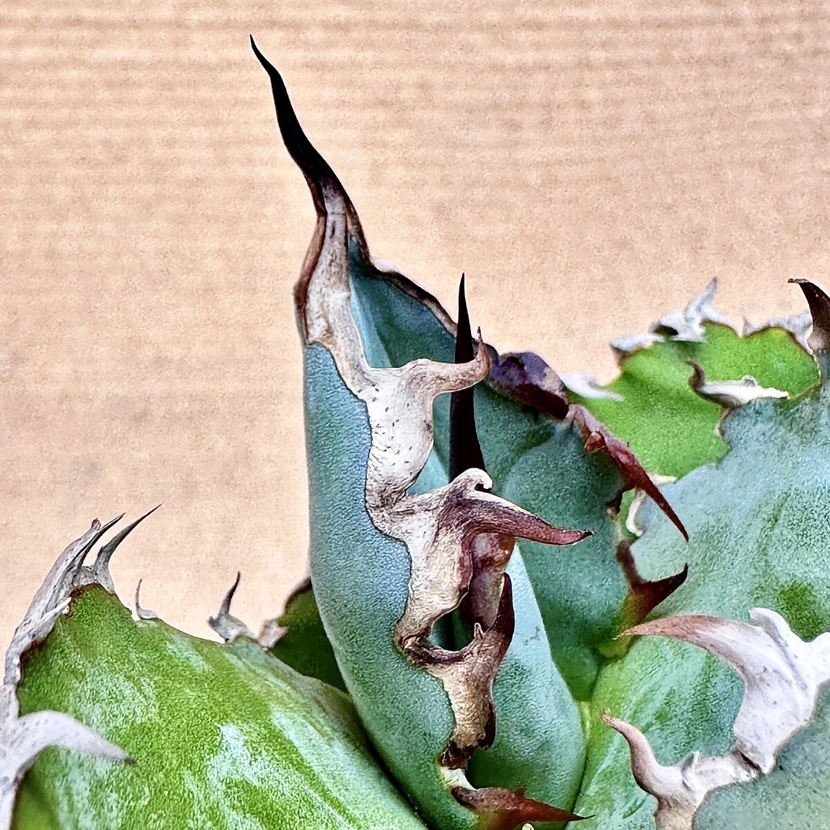 Yahoo!オークション - 【Lj_plants】Q177 株を厳選する アガベ チタノ...