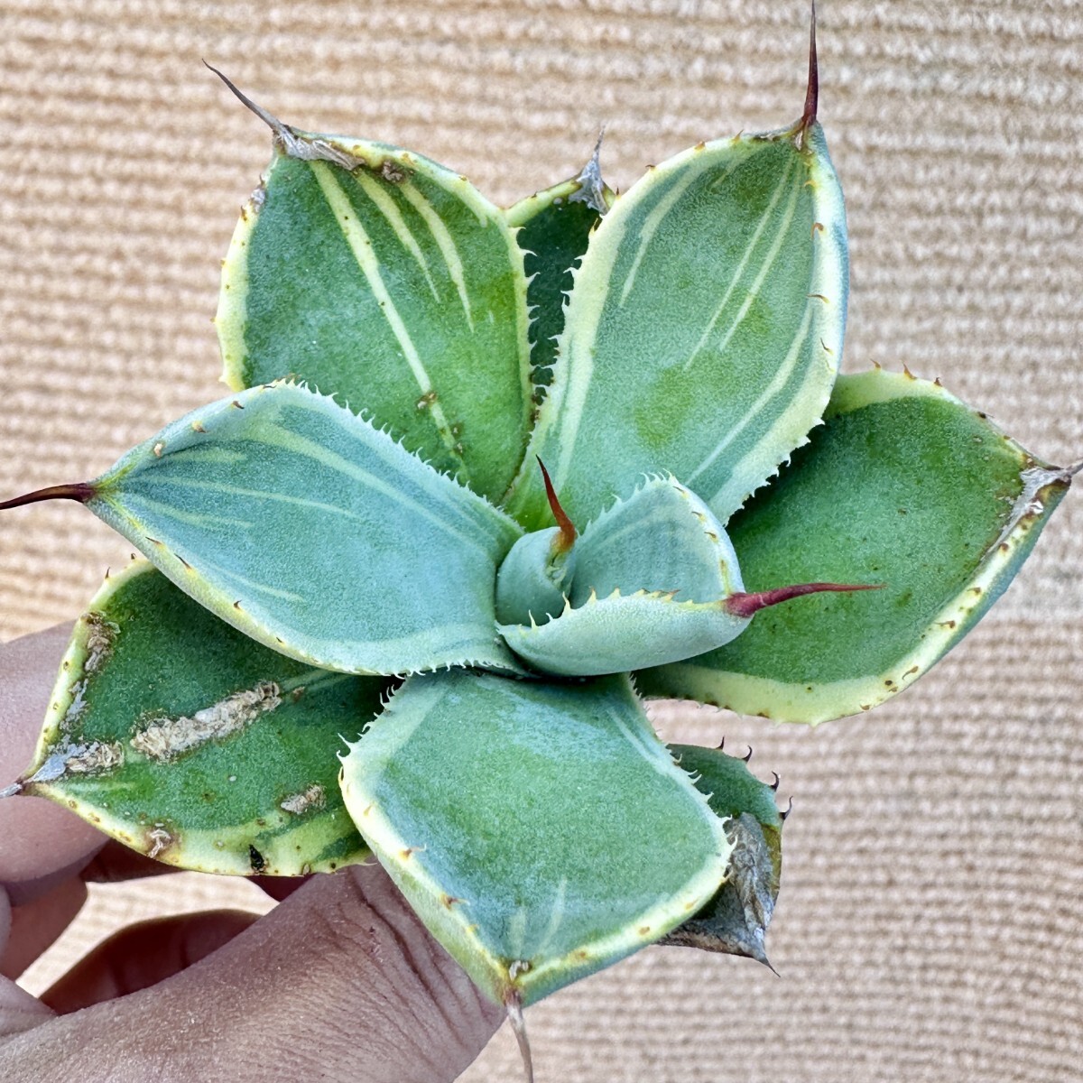 Yahoo!オークション - 【Lj_plants】Q203 アガベ パリー トランカータ ...