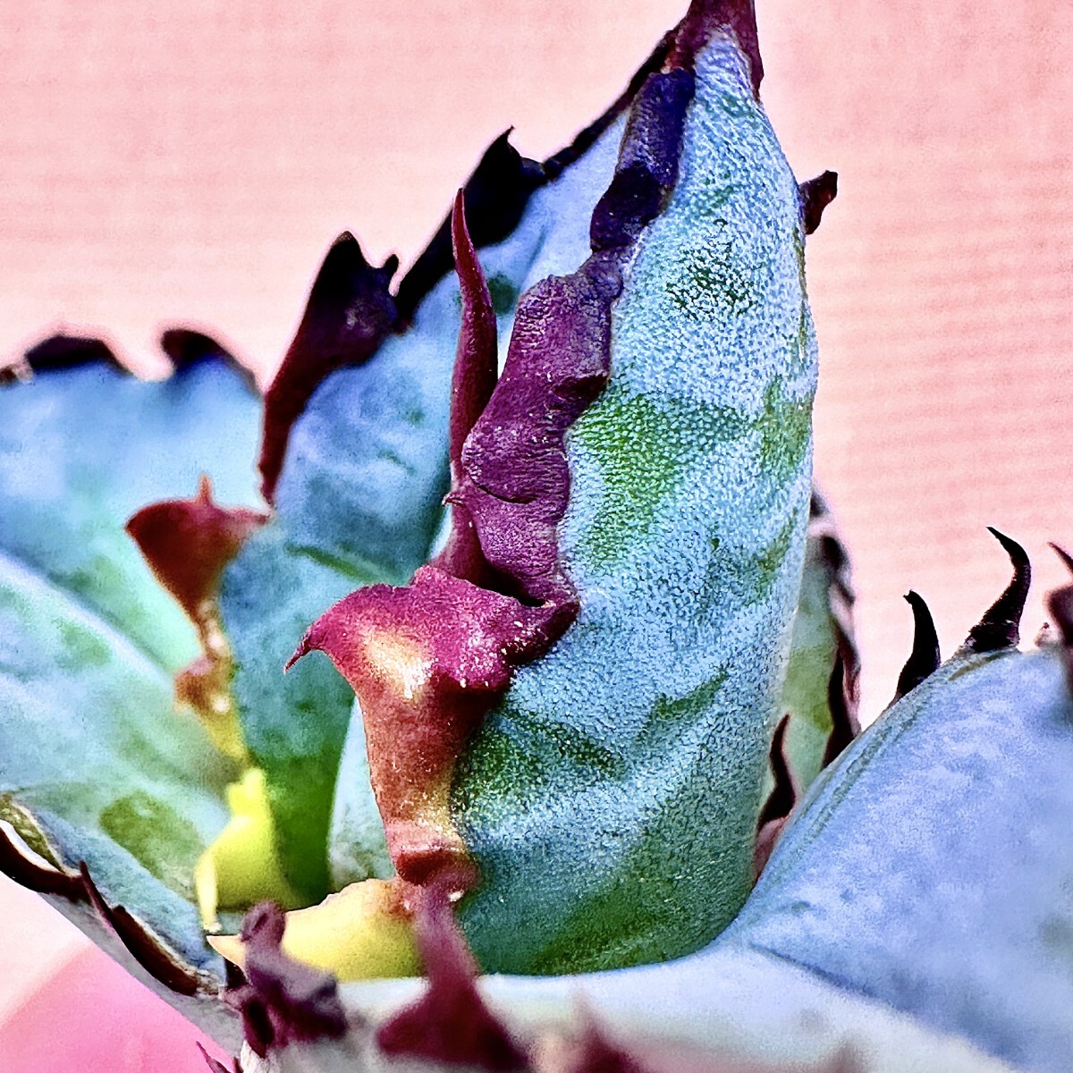 Yahoo!オークション - 【Lj_plants】Q264 限定特選株 アガベ チタノタ ...