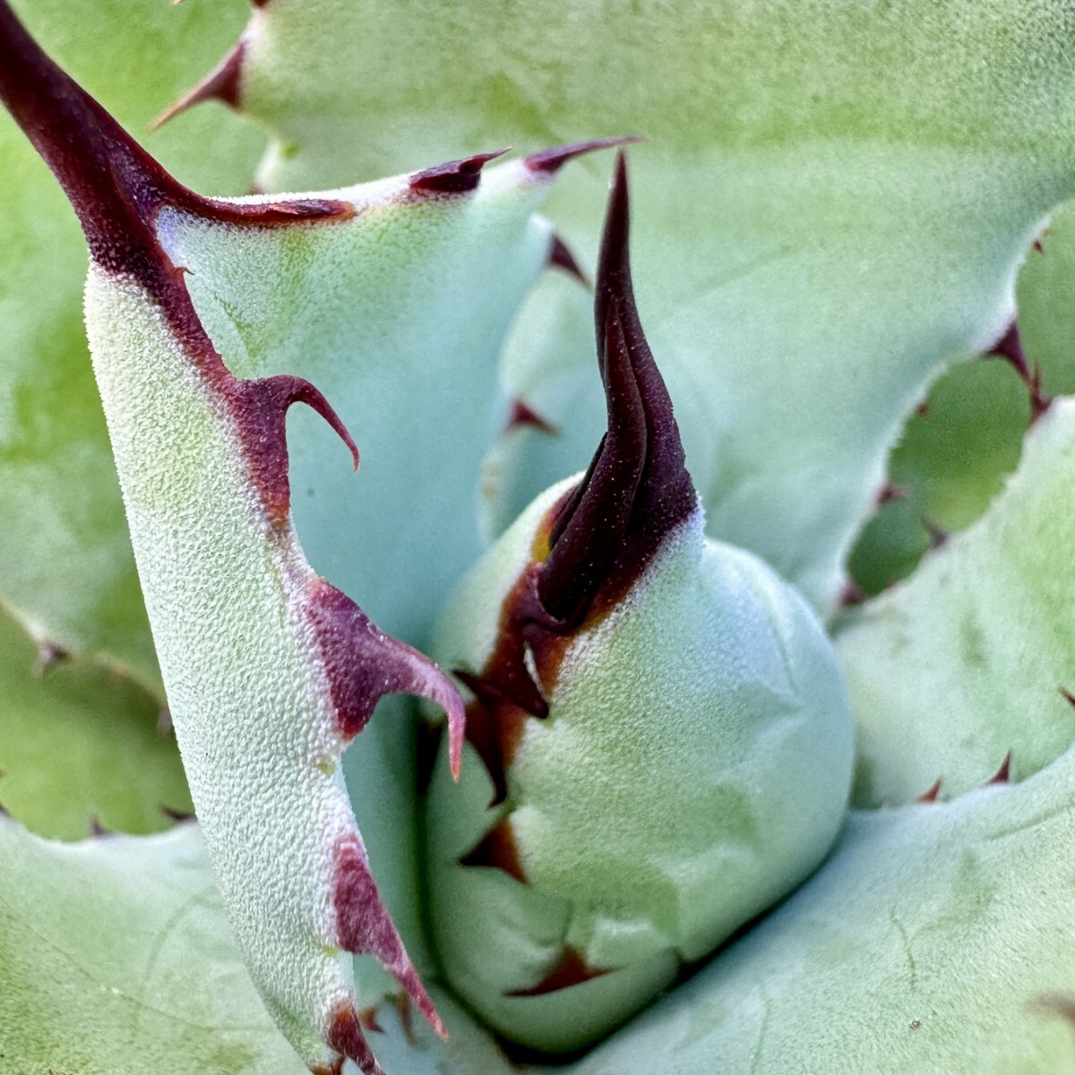 Yahoo!オークション - 【Lj_plants】Q258 激レア高級品種 アガベ 屈原...