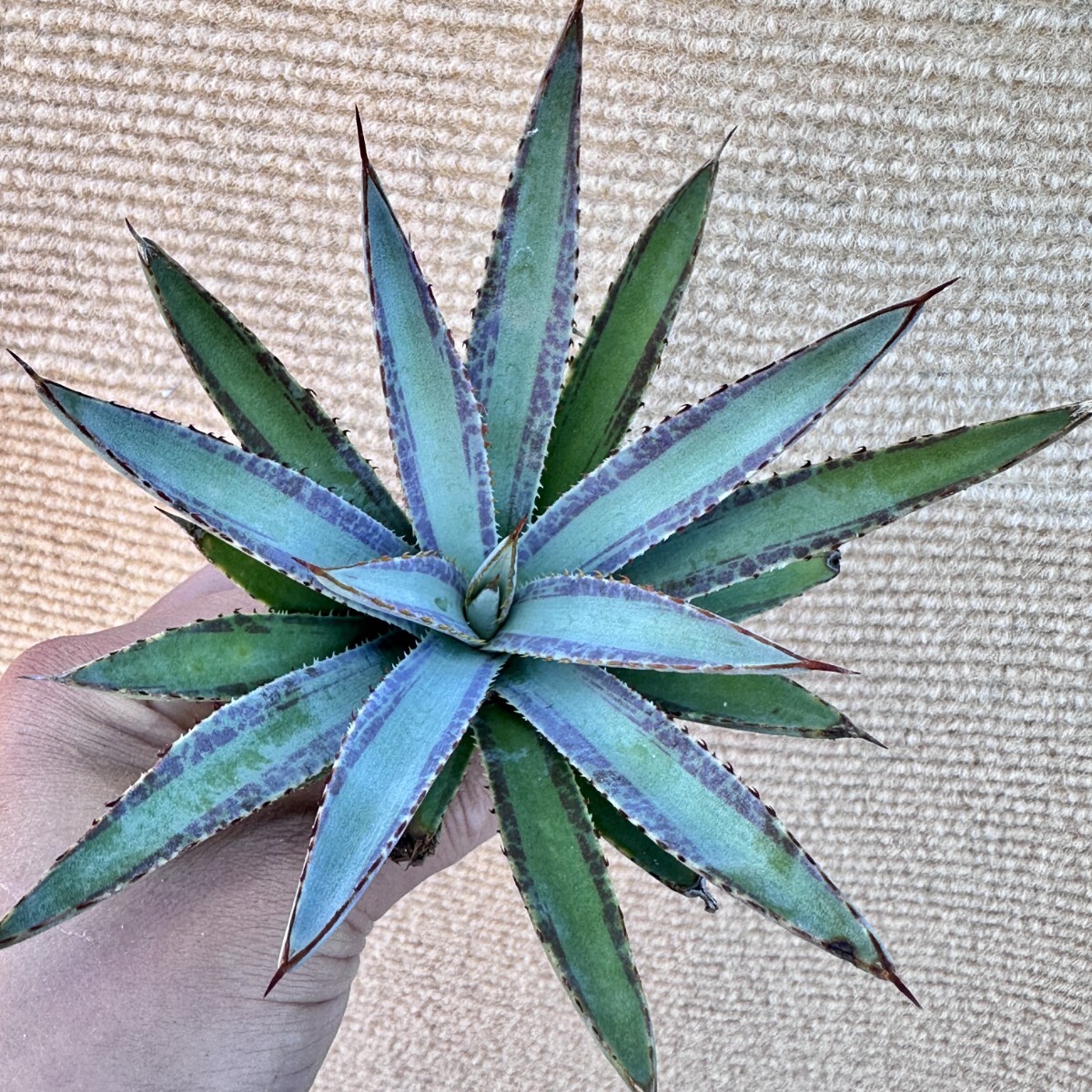 Yahoo!オークション - 【Lj_plants】Q236 激レア高級品種 アガベ 血統...