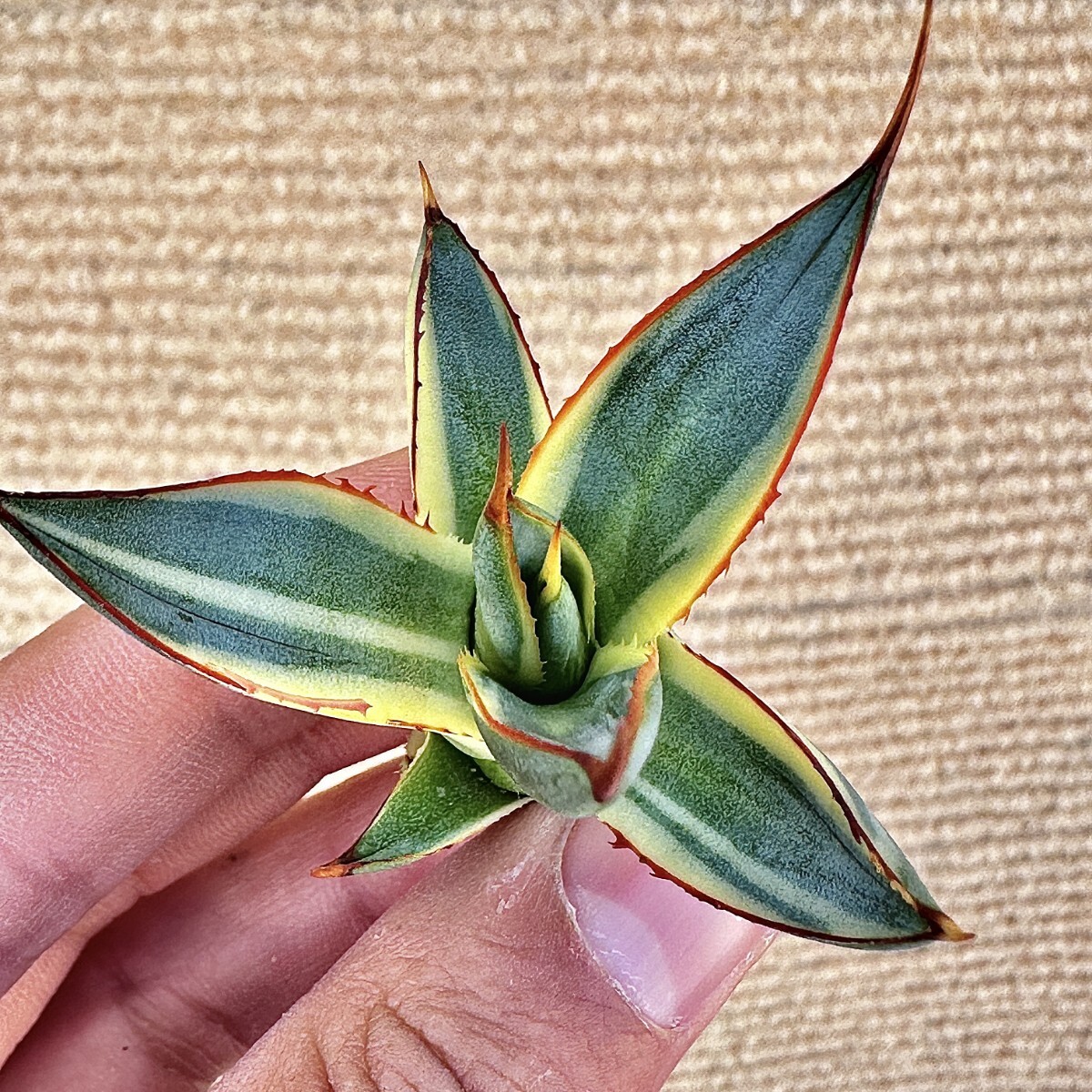 Yahoo!オークション - 【Lj_plants】Q277 激レア 多肉植物 アガベ バー...