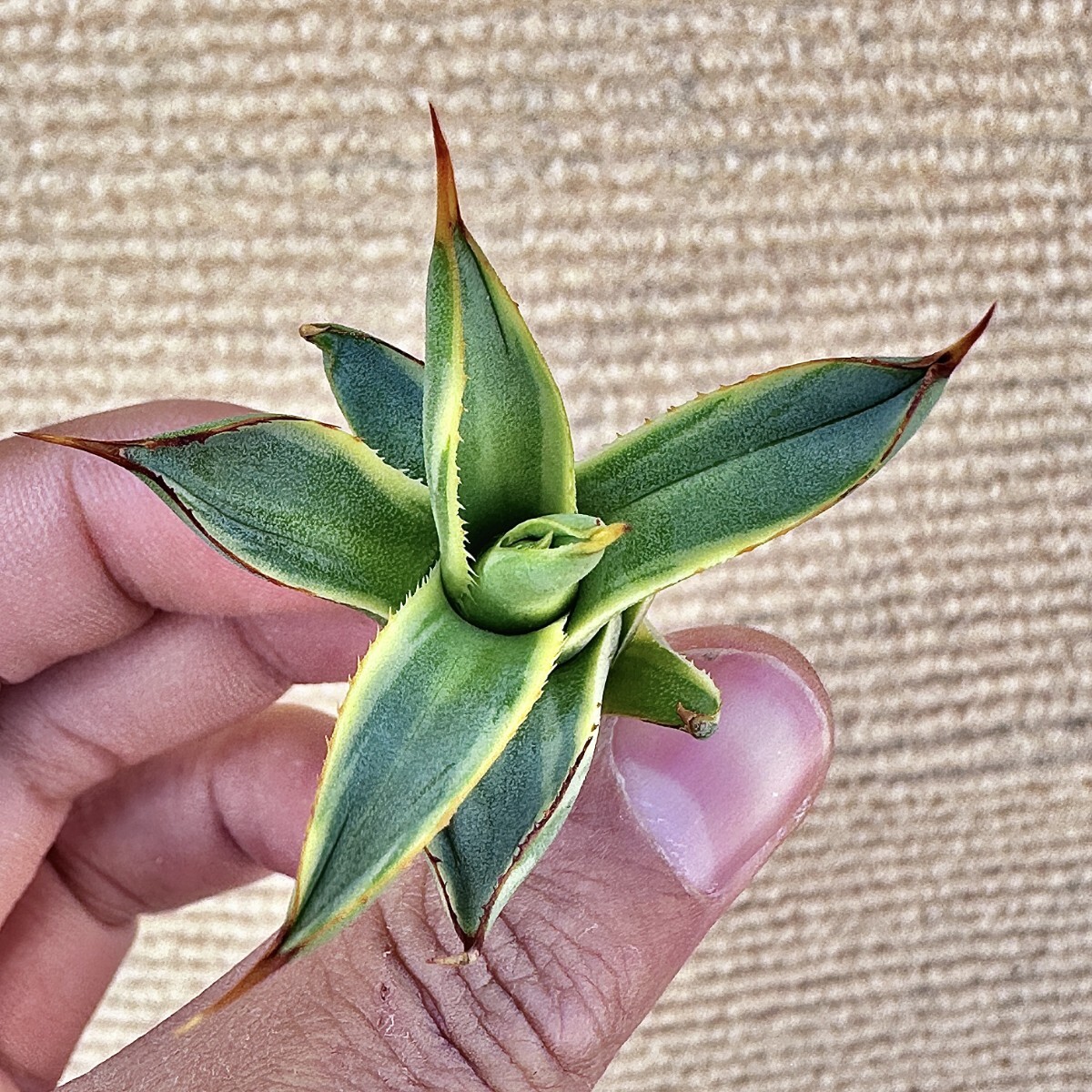 Yahoo!オークション - 【Lj_plants】Q277 激レア 多肉植物 アガベ バー...