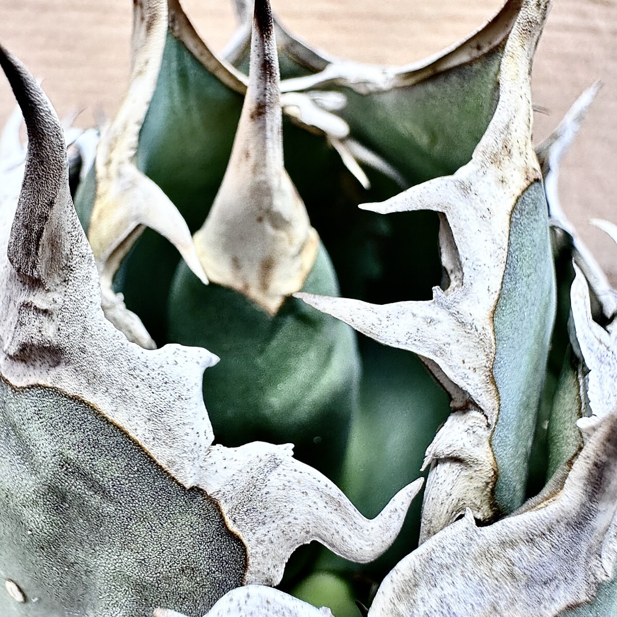 Yahoo!オークション - 【Lj_plants】Q285 激レア高級品種 アガベ チタ...