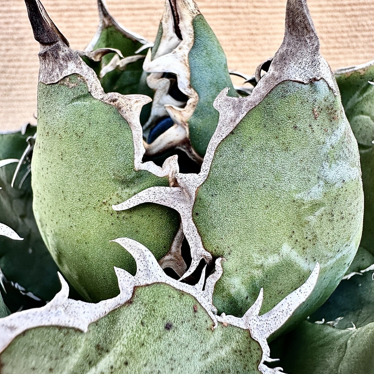 Yahoo!オークション - 【Lj_plants】Q387 激レア高級品種 アガベ チタ...