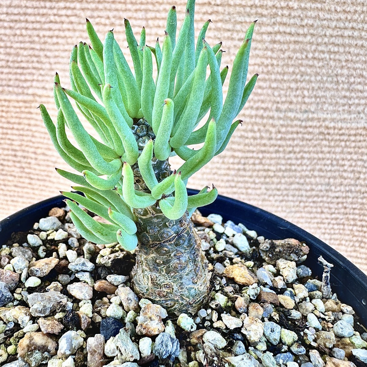 Yahoo!オークション - 【Lj_plants】Q303 特選 塊根植物 チレコドン ペ...