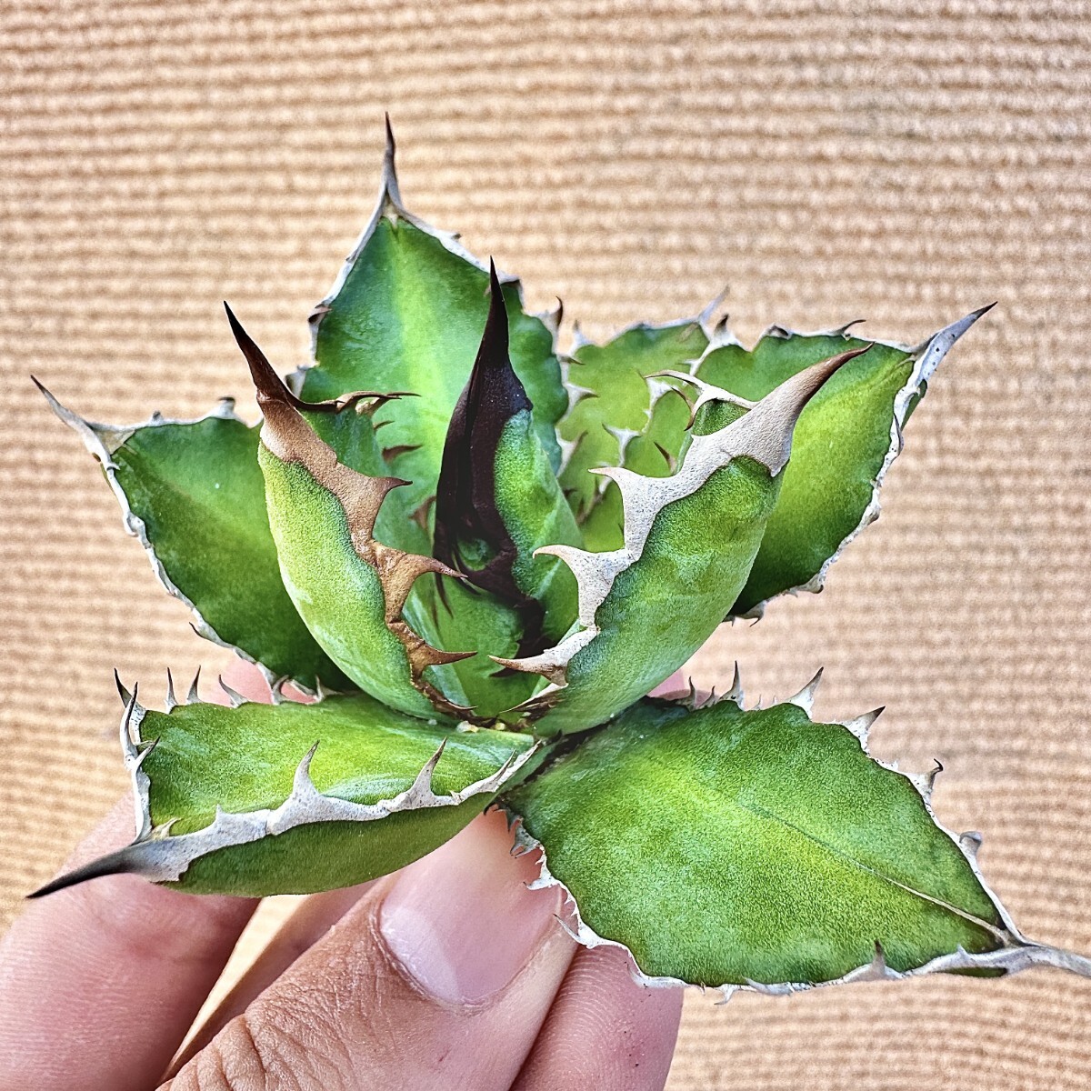 Yahoo!オークション - 【Lj_plants】Q374 激レア高級品種 アガベ チタ...