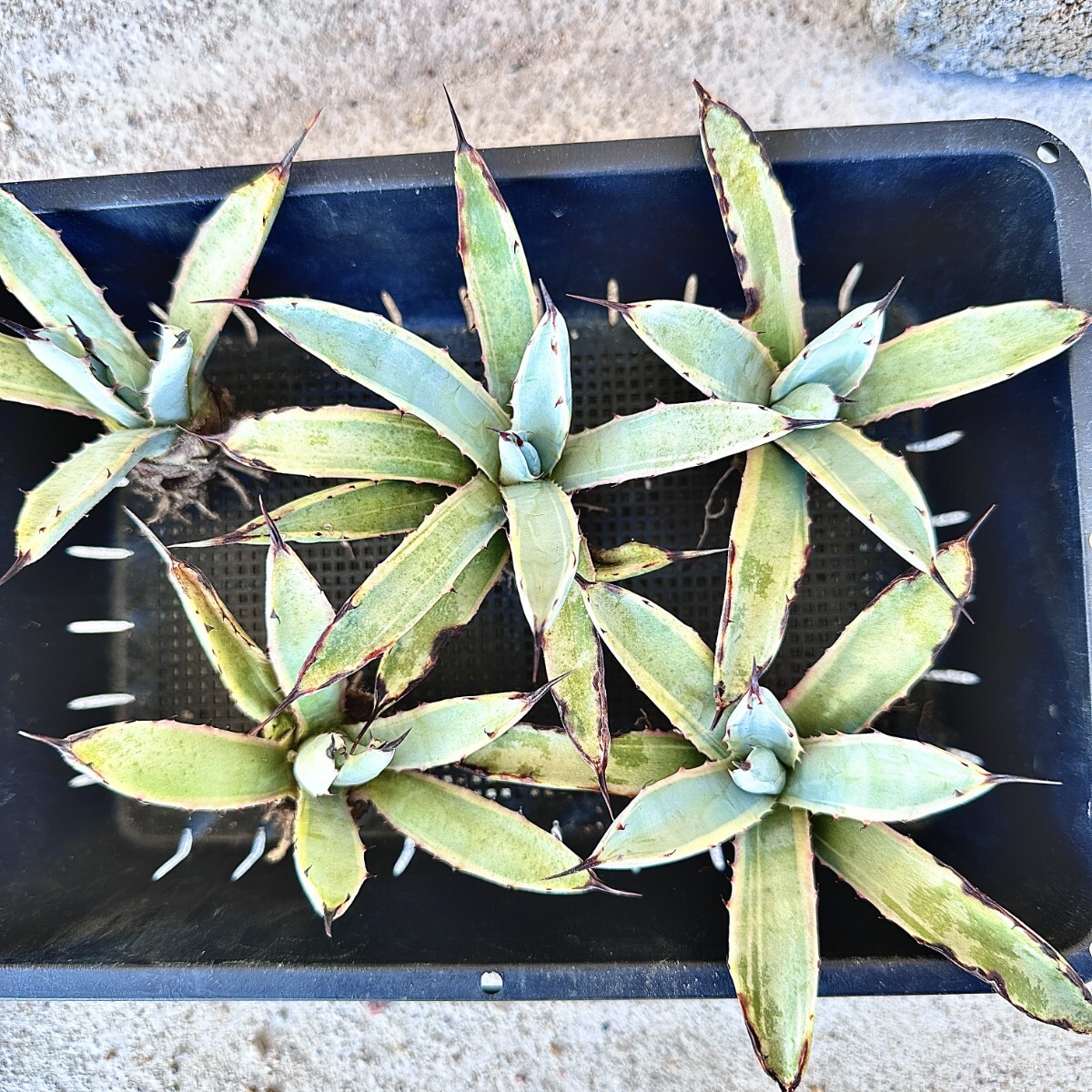 Yahoo!オークション - 【Lj_plants】Q353 株を厳選する 多肉植物 アガ...