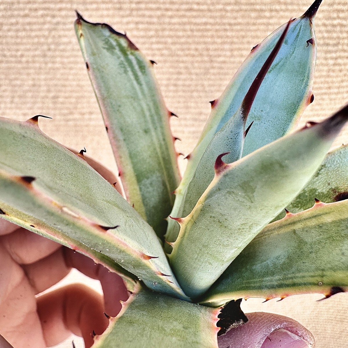 Yahoo!オークション - 【Lj_plants】Q353 株を厳選する 多肉植物 アガ...