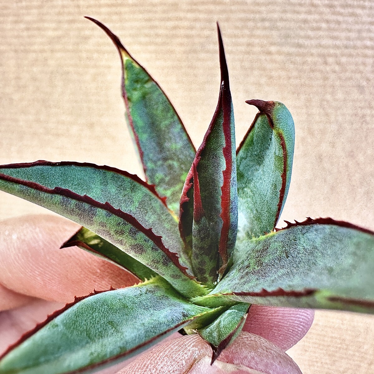 Yahoo!オークション - 【Lj_plants】Q379 アガベ Mangave Praying Hand...