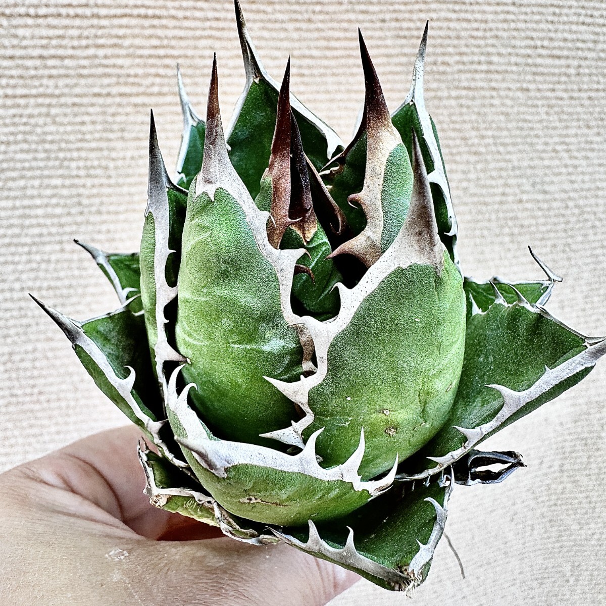 Yahoo!オークション - 【Lj_plants】Q390 激レア高級品種 アガベ チタ...