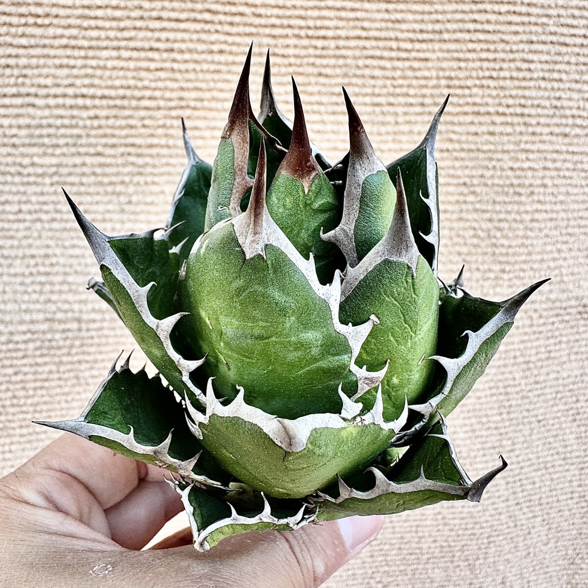 Yahoo!オークション - 【Lj_plants】Q390 激レア高級品種 アガベ チタ...