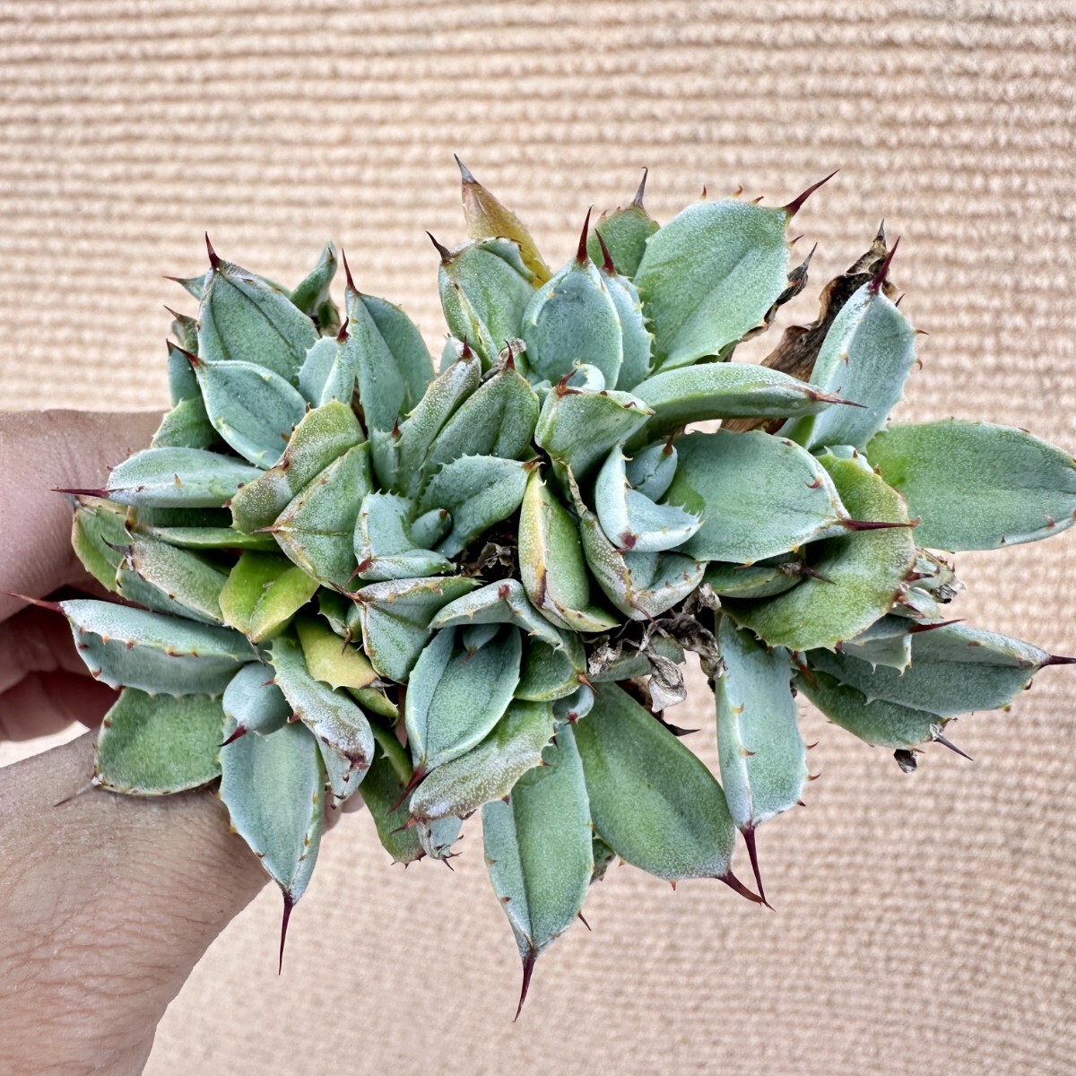 Yahoo!オークション - 【Lj_plants】Q426 SSS 新種の先発ですアガベ パ...