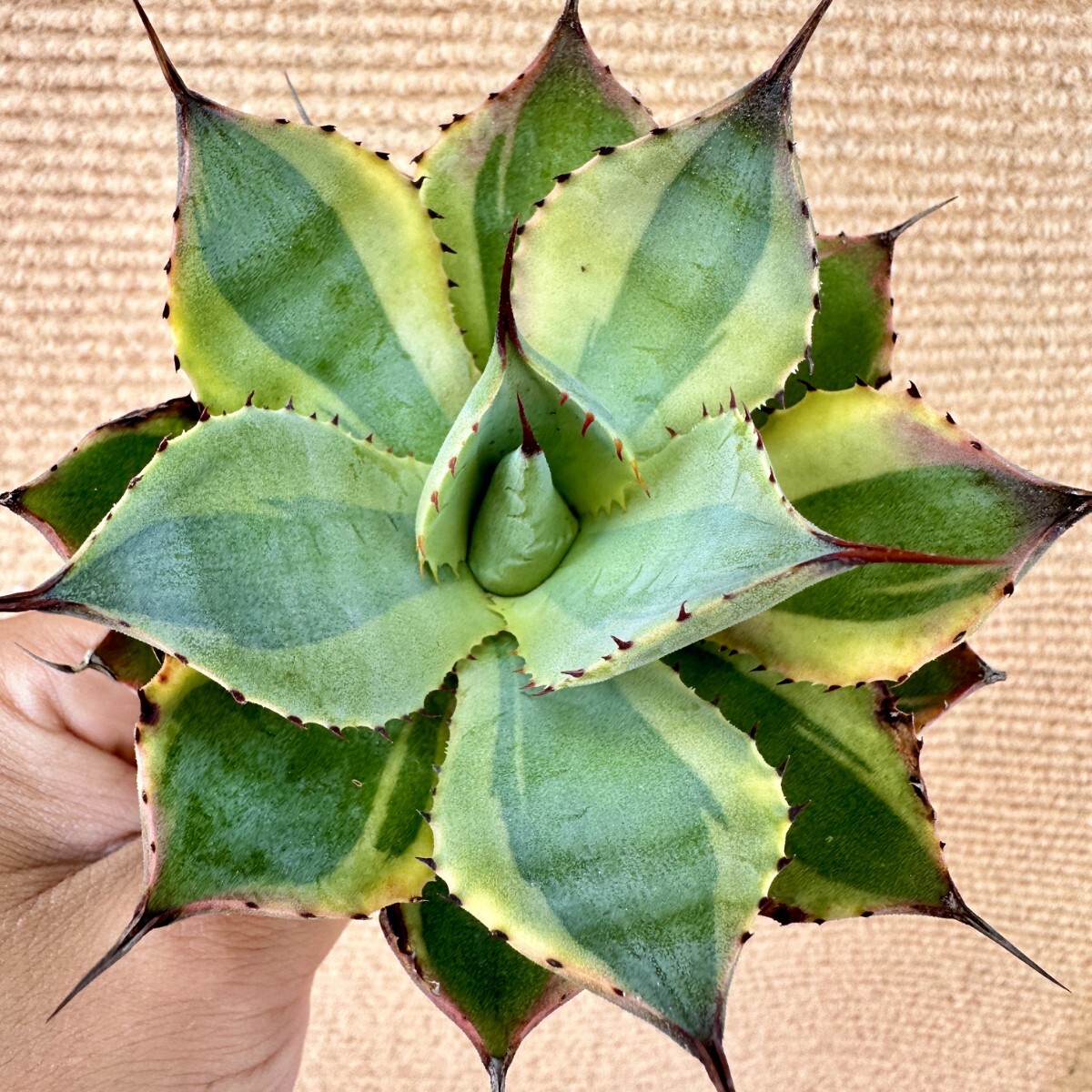 Yahoo!オークション - 【Lj_plants】Q416 特選 アガベ 多肉植物 山宅雷...