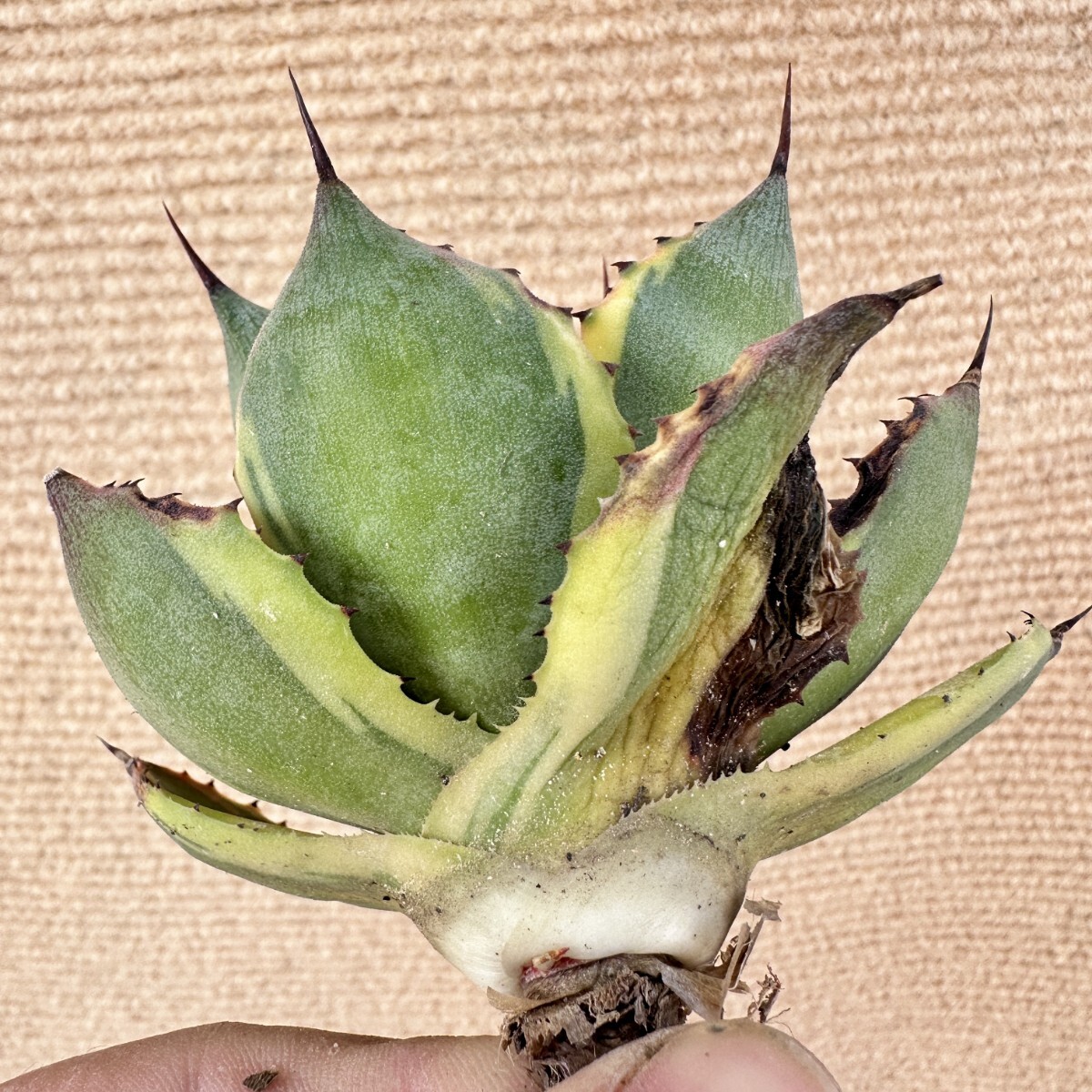 Yahoo!オークション - 【Lj_plants】Q416 特選 アガベ 多肉植物 山宅雷...