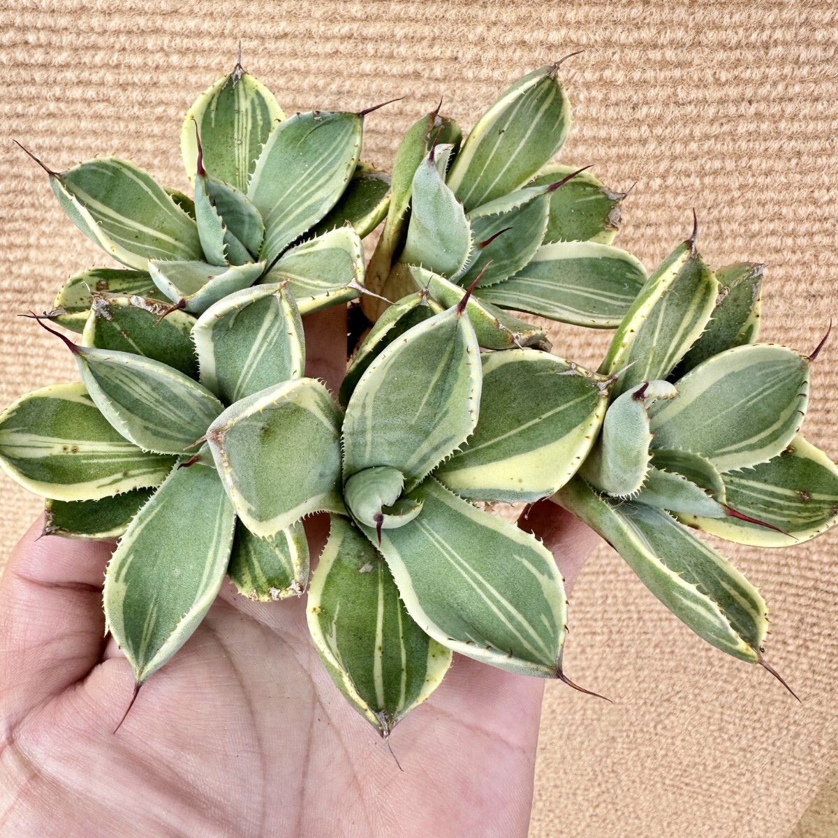 Yahoo!オークション - 【Lj_plants】Q418 アガベ パリー トランカータ ...