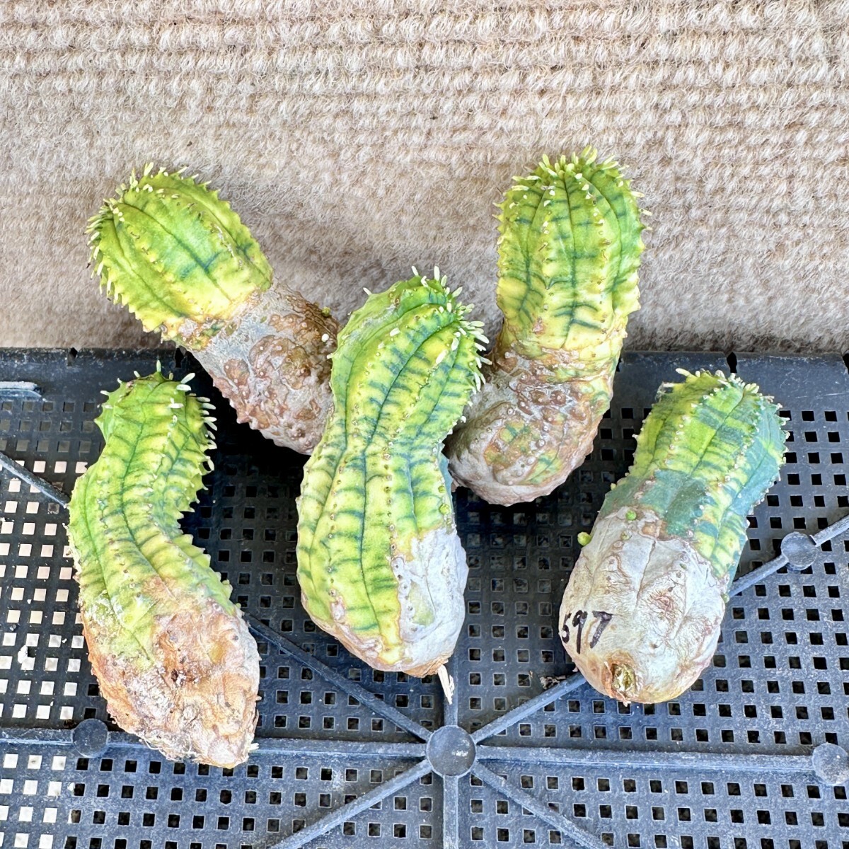 Yahoo!オークション - 【Lj_plants】Q597 ヨーロッパ入力 ユーフォルビ...